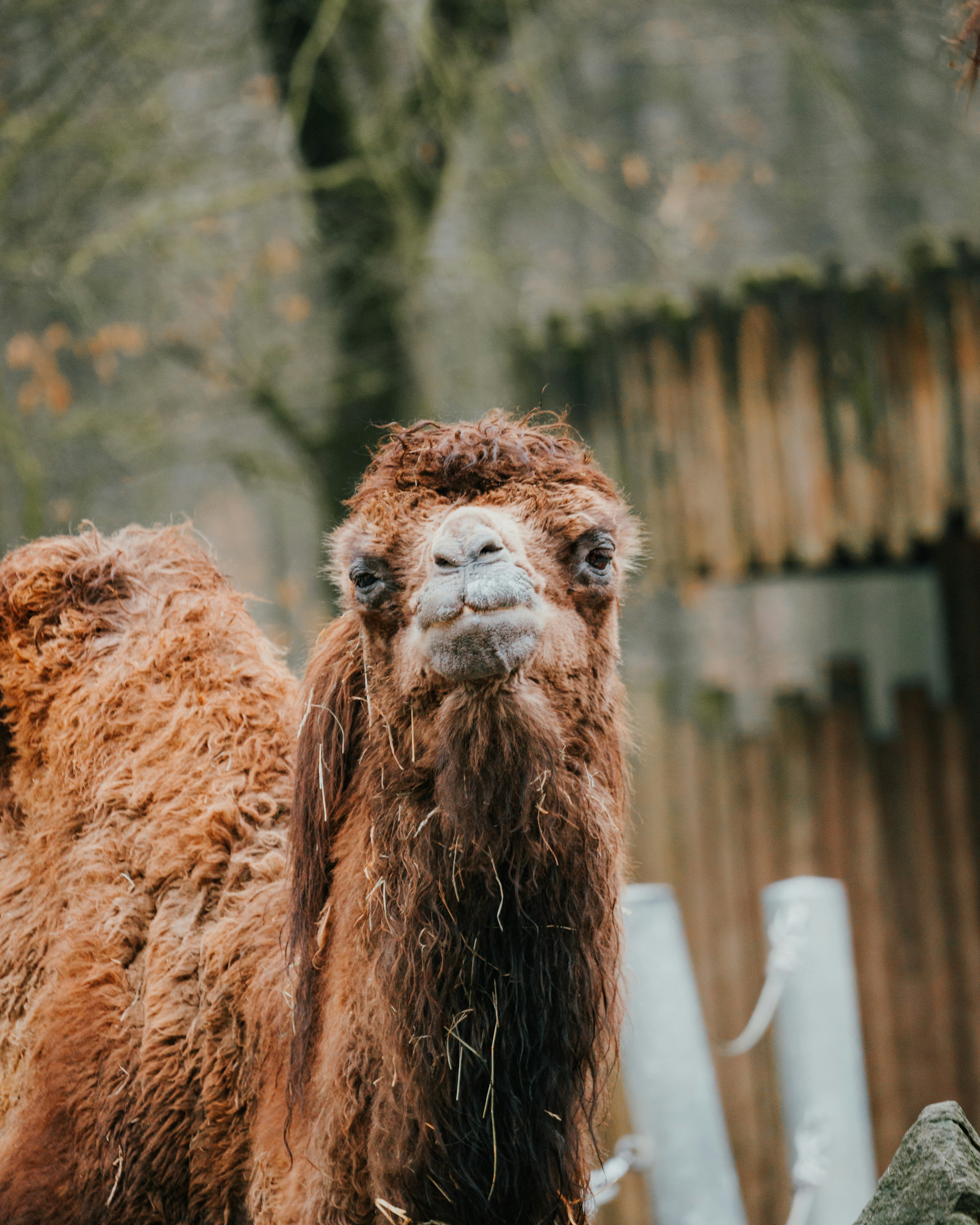 A camel poses for the camera.