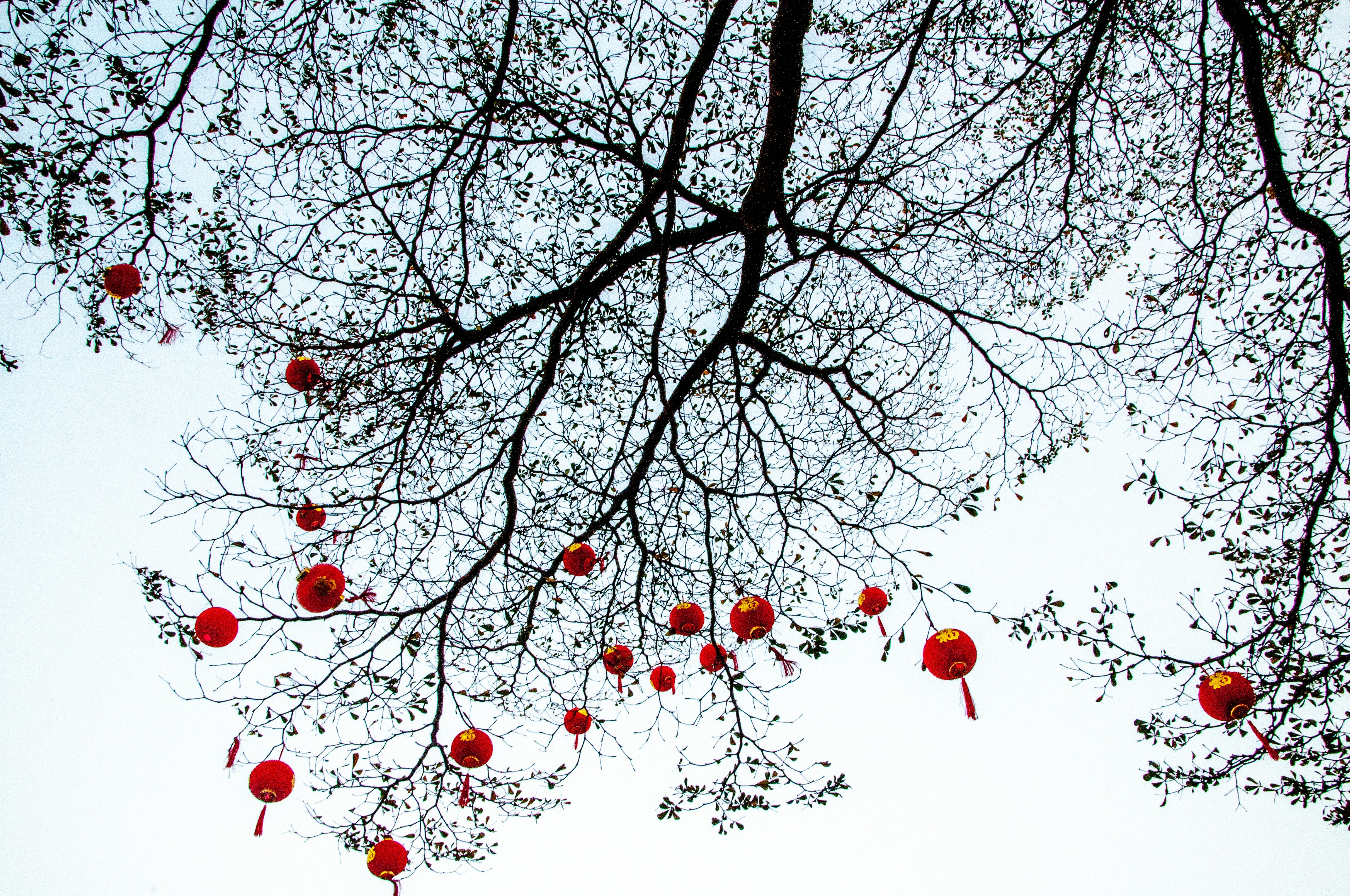 Whispers of Tradition: Lanterns Adrift in the Canopy