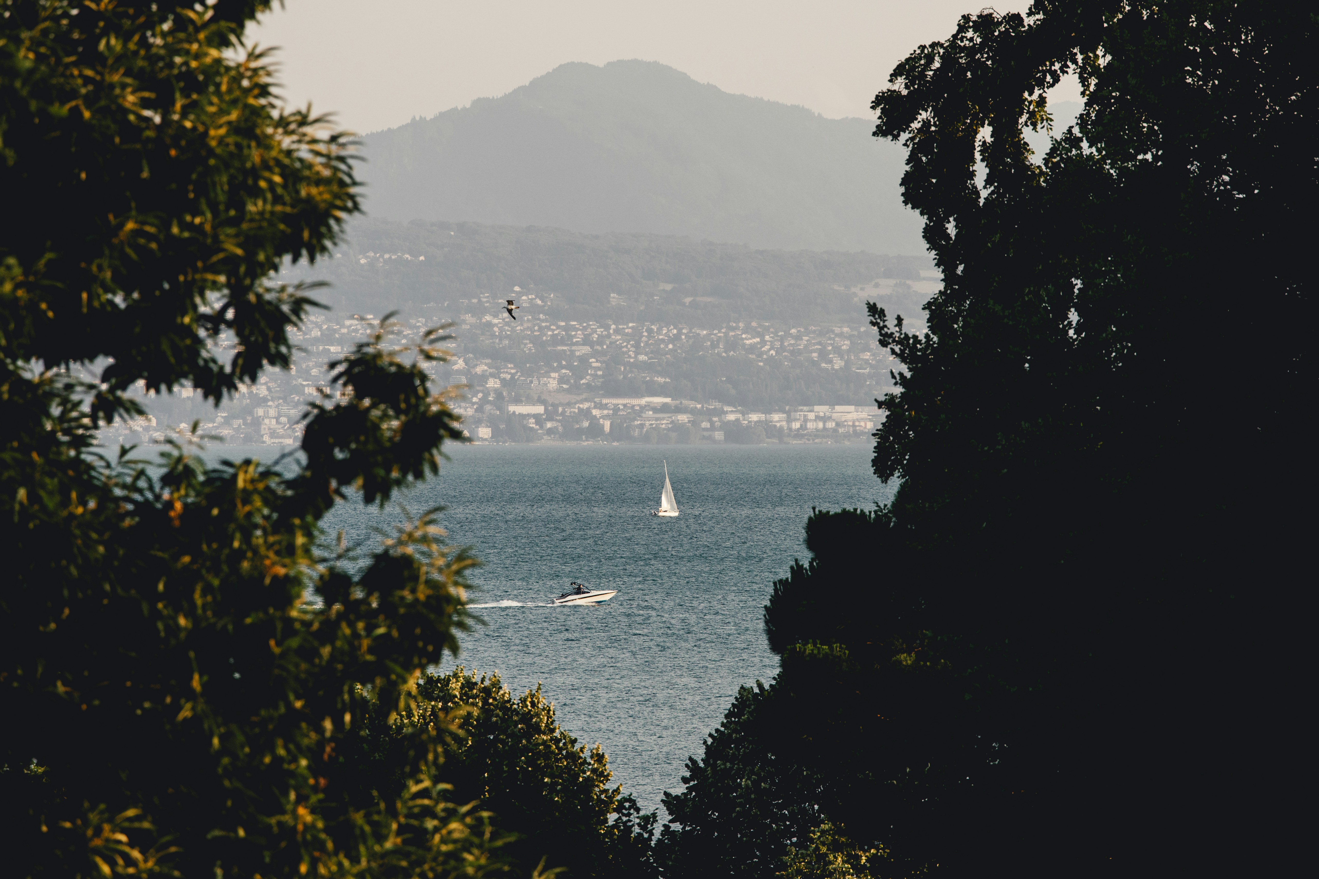 Sailboats on a lake, framed by trees and mountain.