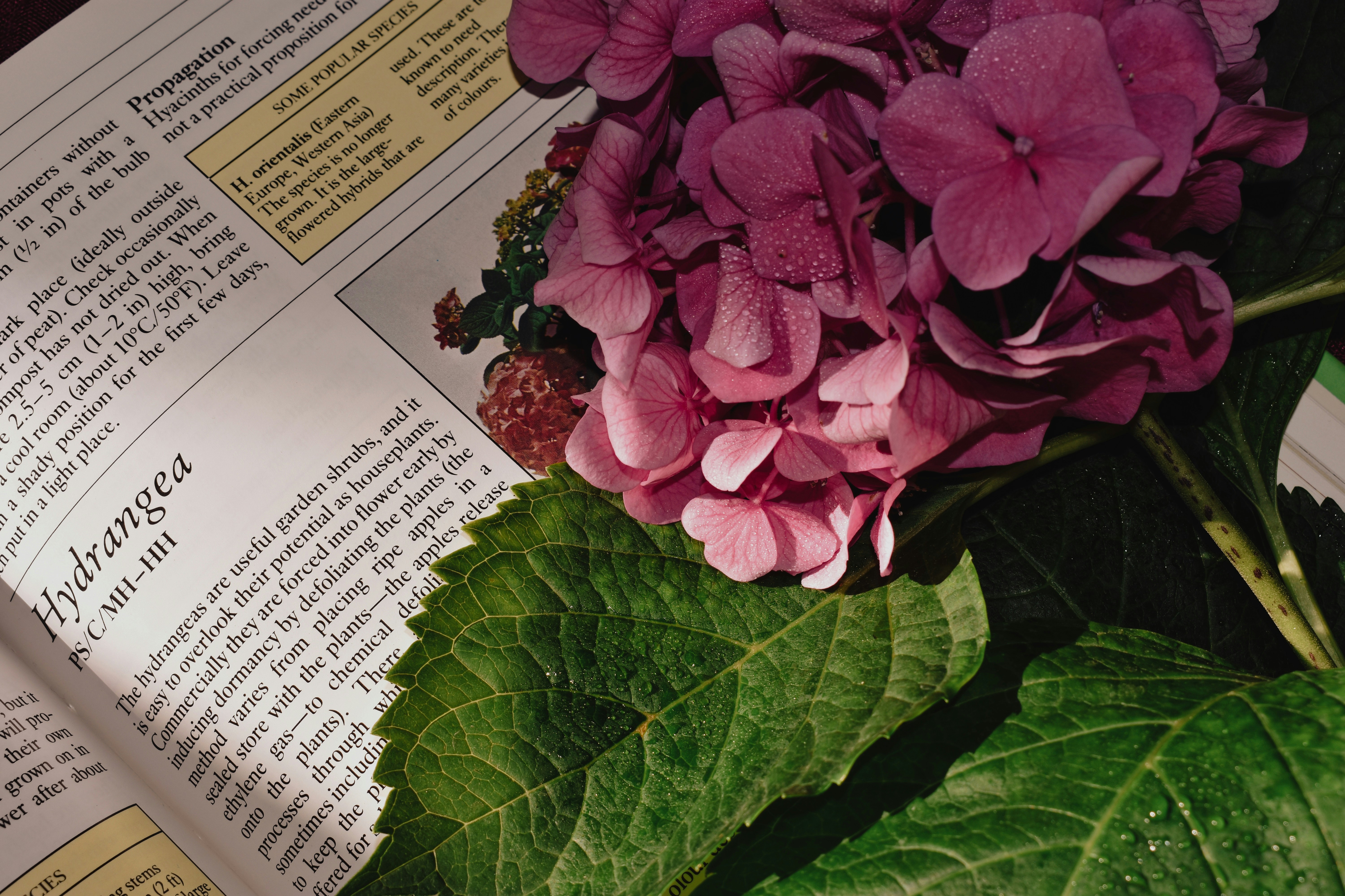 Floral Harmony: A Study in Nature's Palette