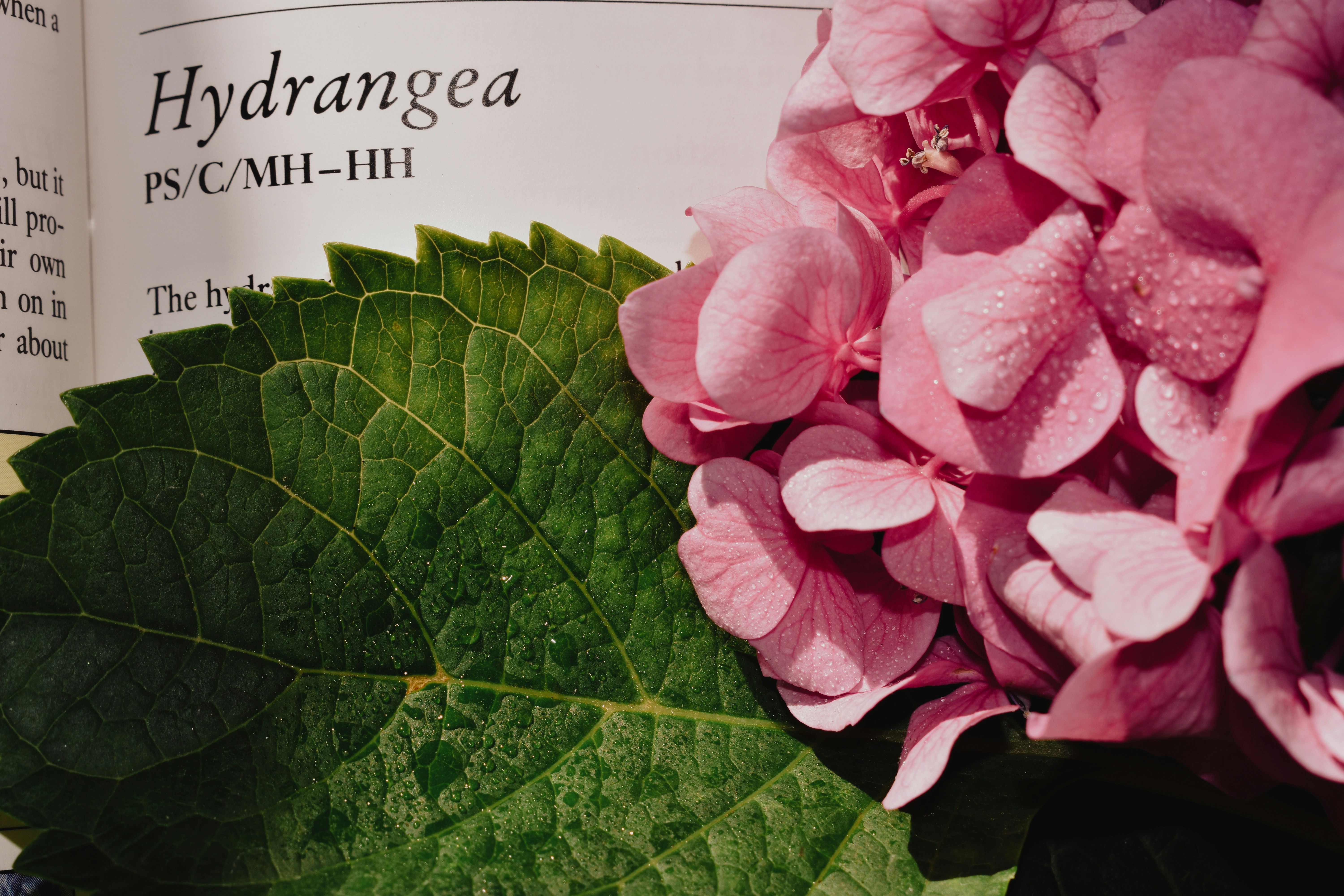 Pink Hydrangea Blossom Over Leaves in a Book Spread