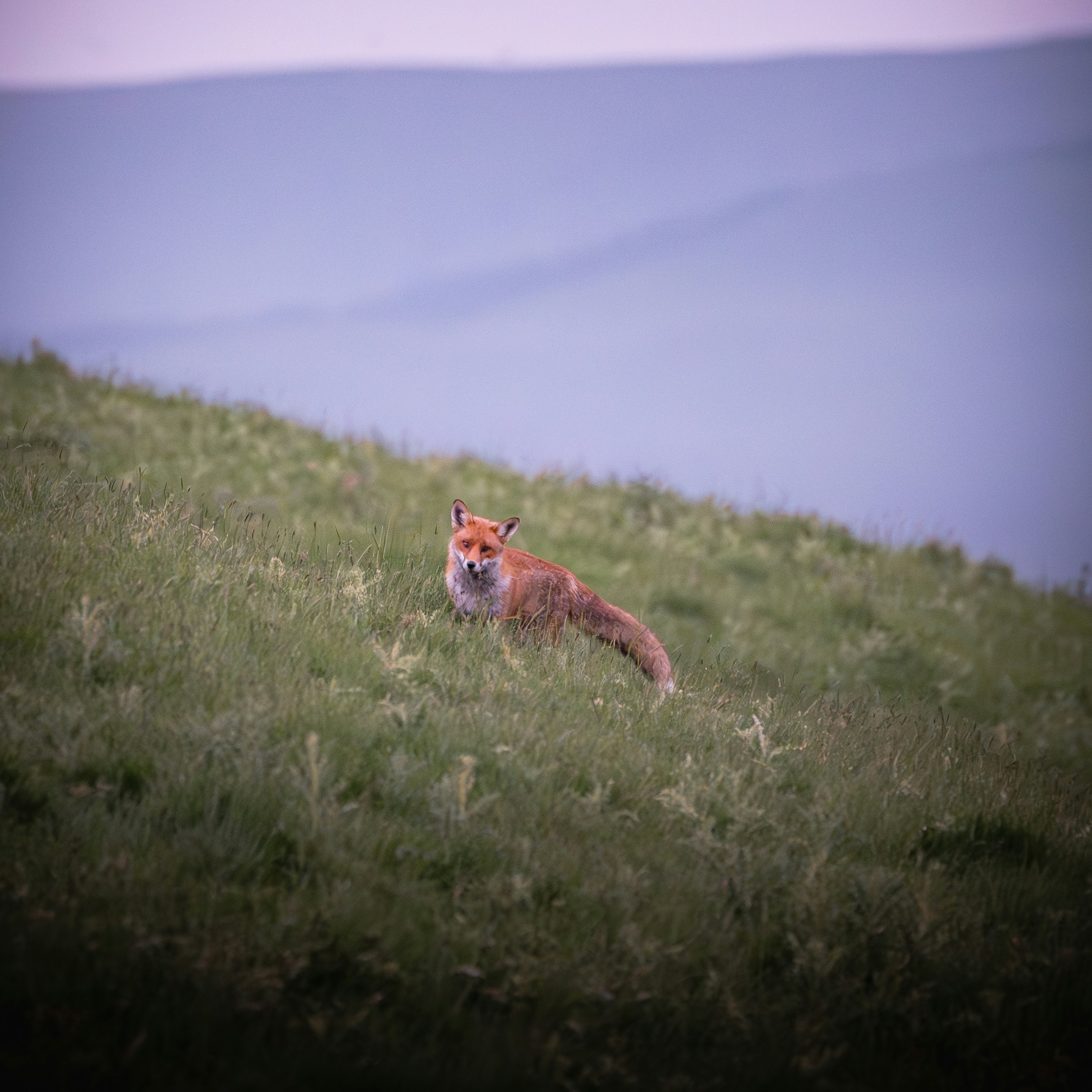 Whispers of the Wild: A Fox's Vigil
