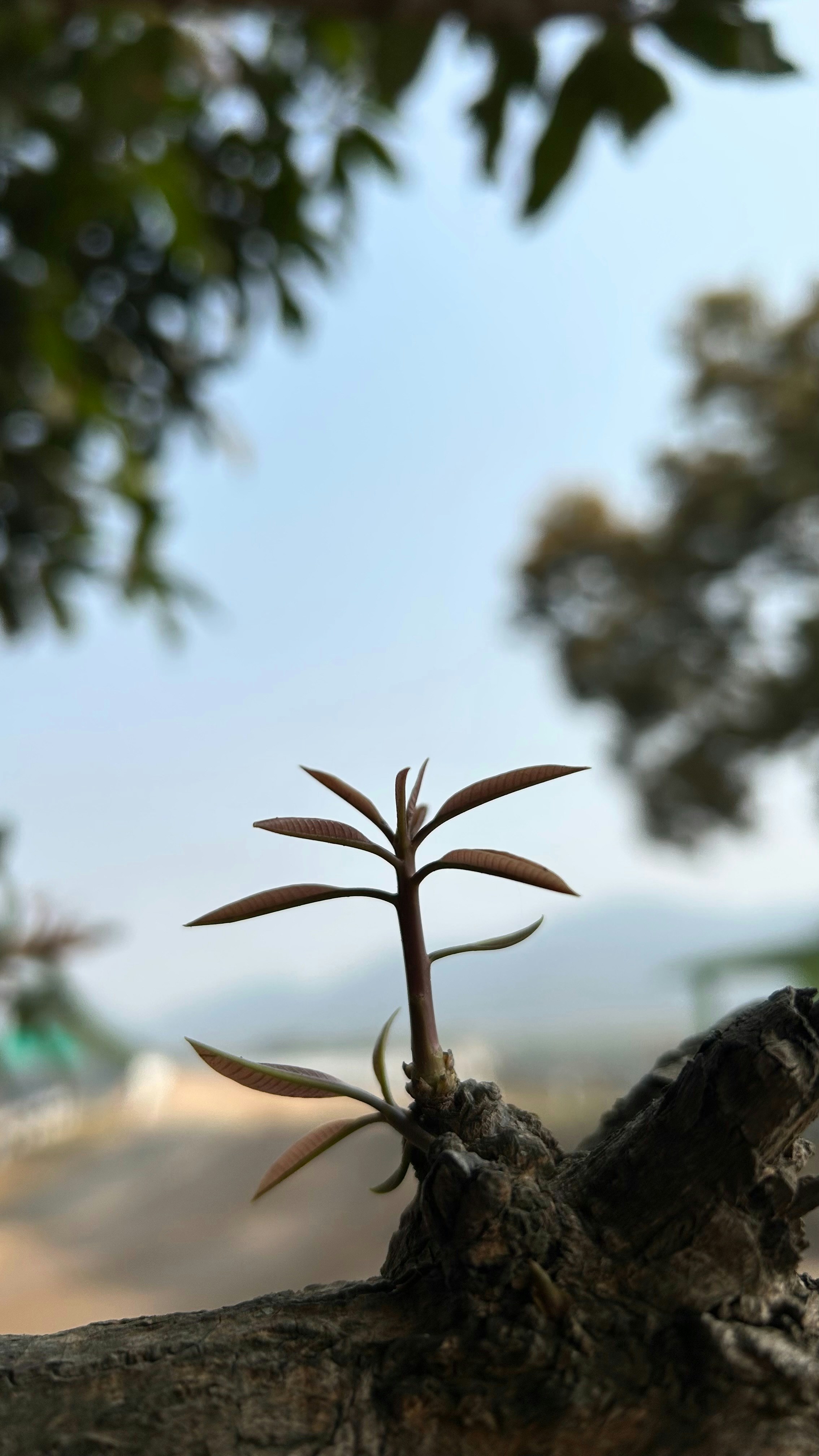 Emergence of New Life Amidst Tranquility