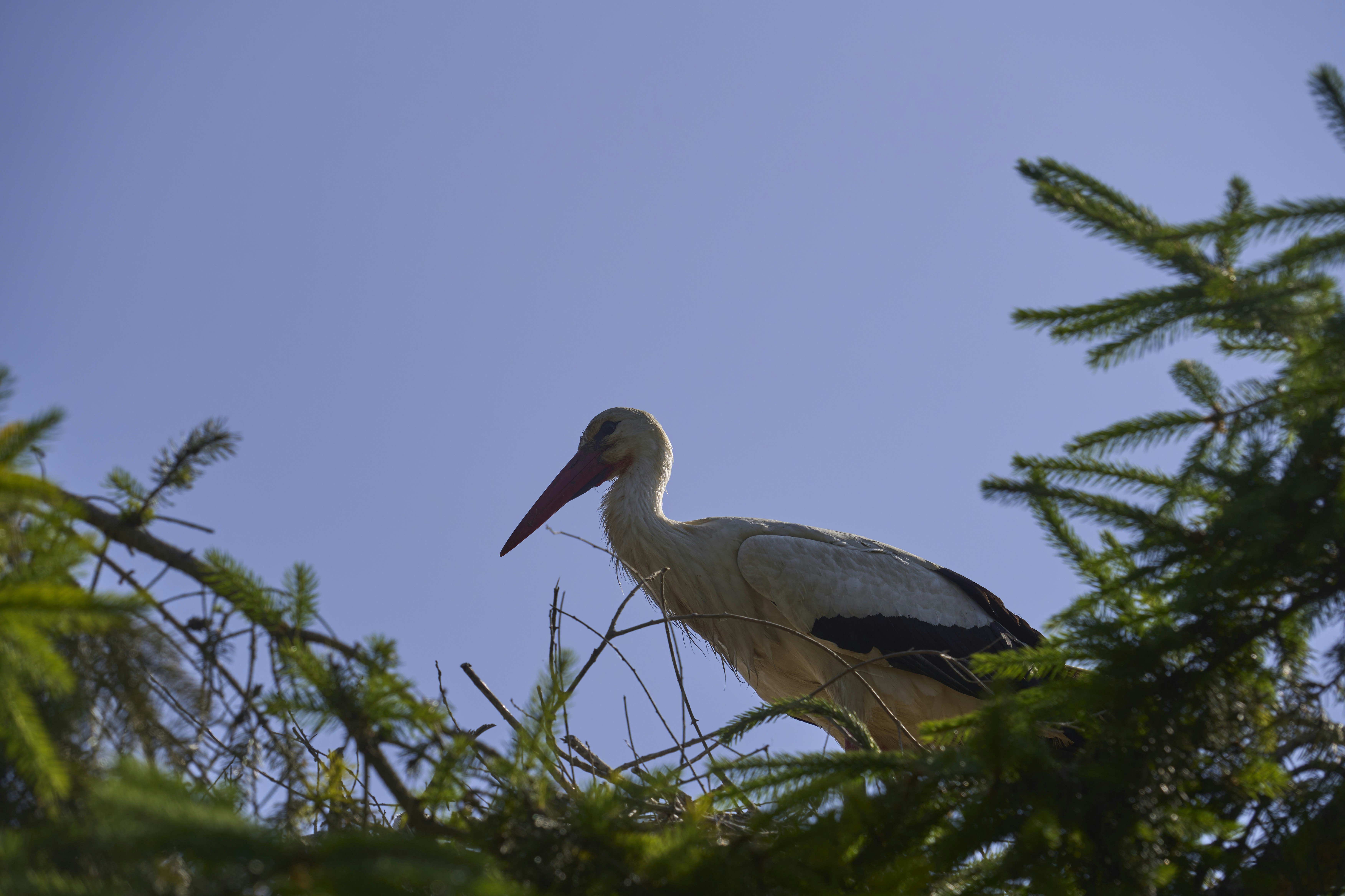 Photo by Wolfgang Hasselmann with Sony Alpha 7 IV