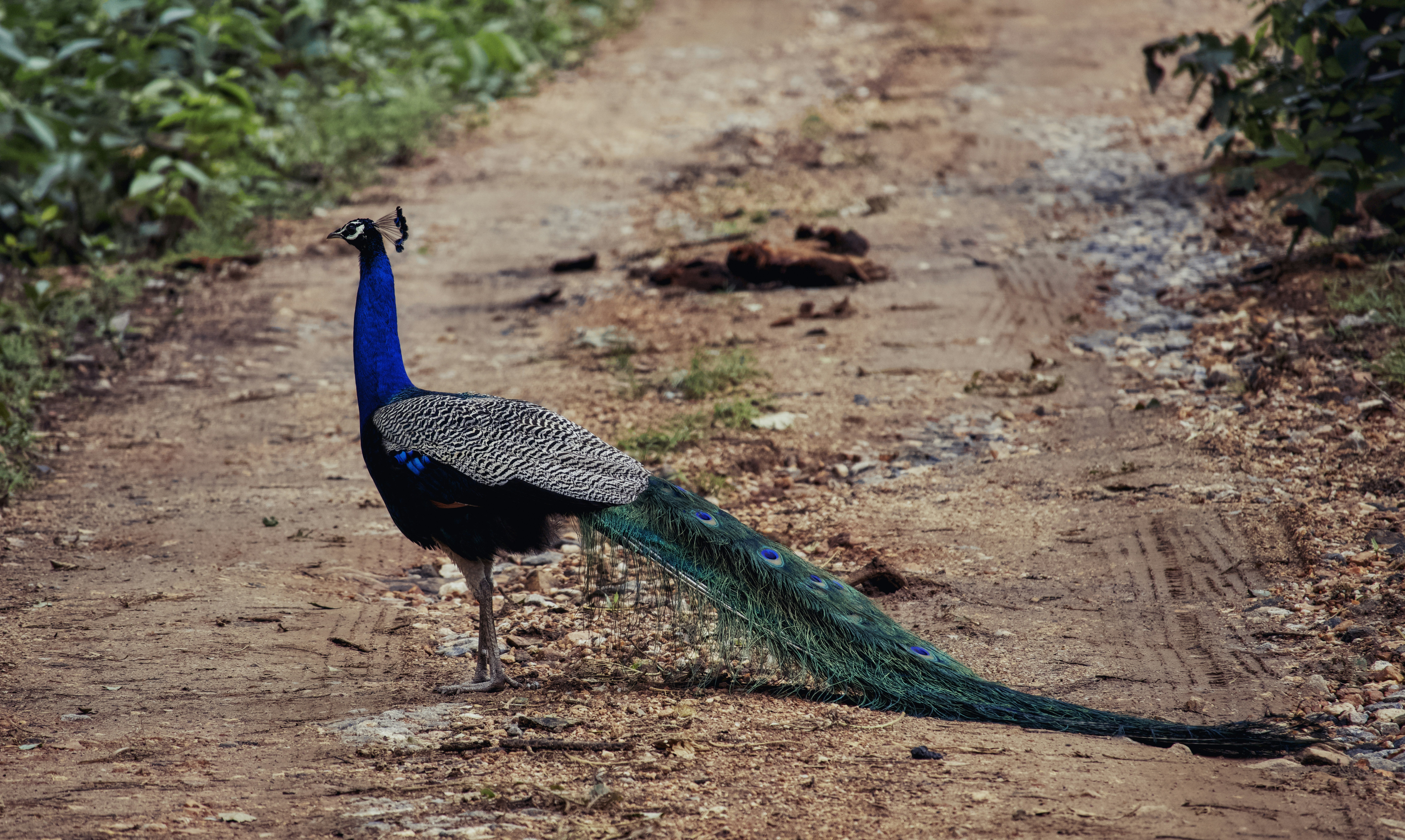 Majestic Wanderer of the Trail