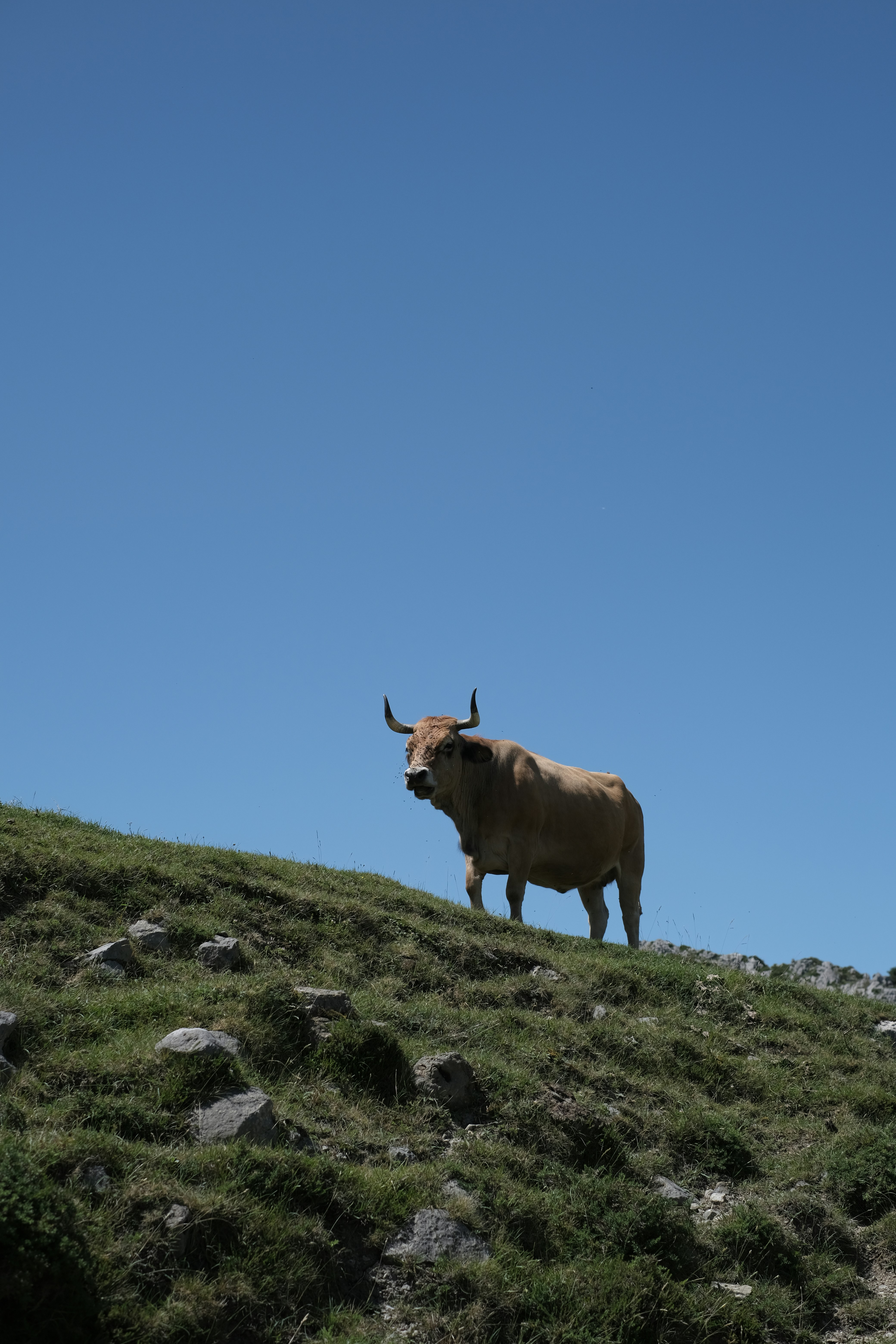 The Watchful Guardian of the Hillside