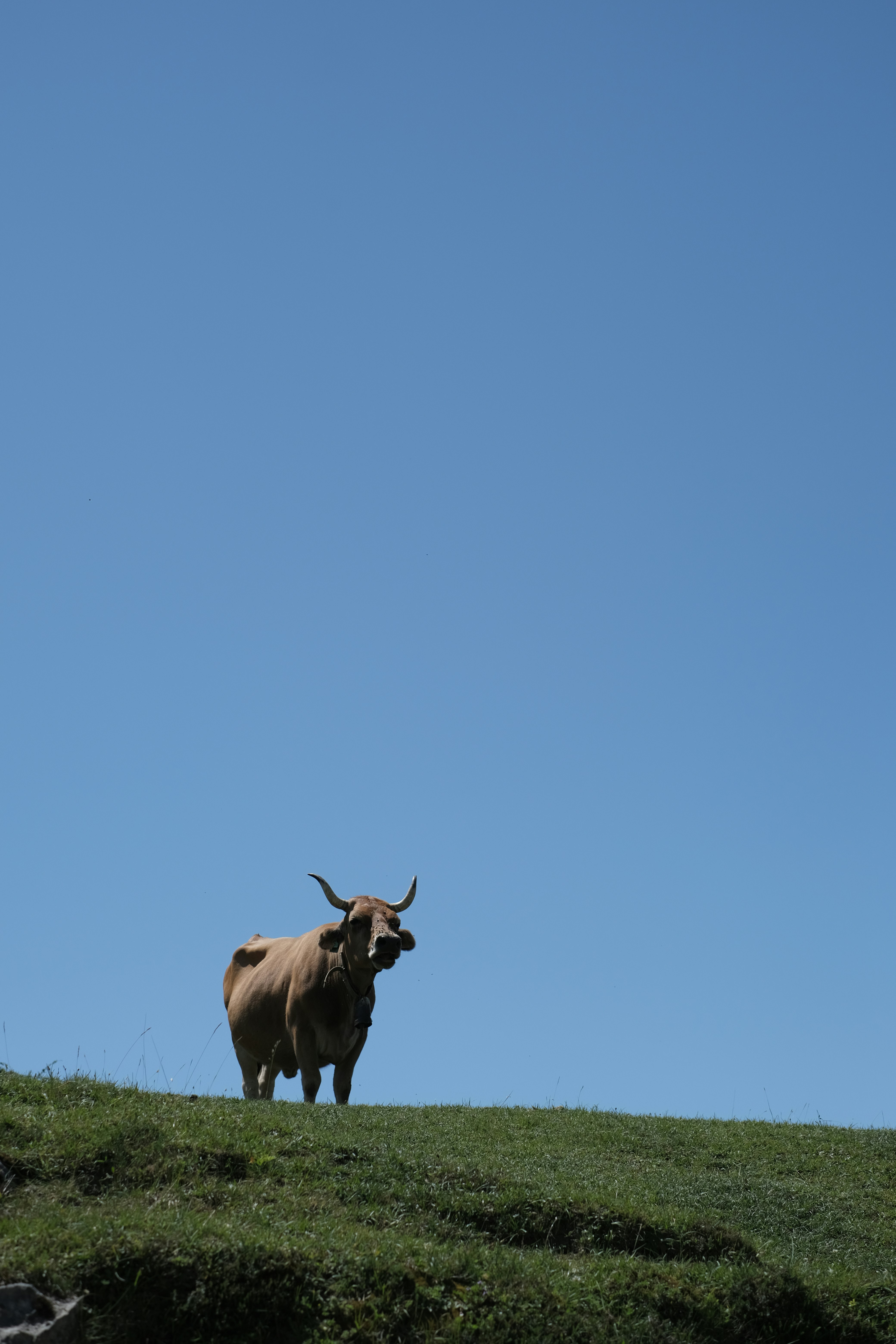 A cow stands proudly on a grassy hill.
