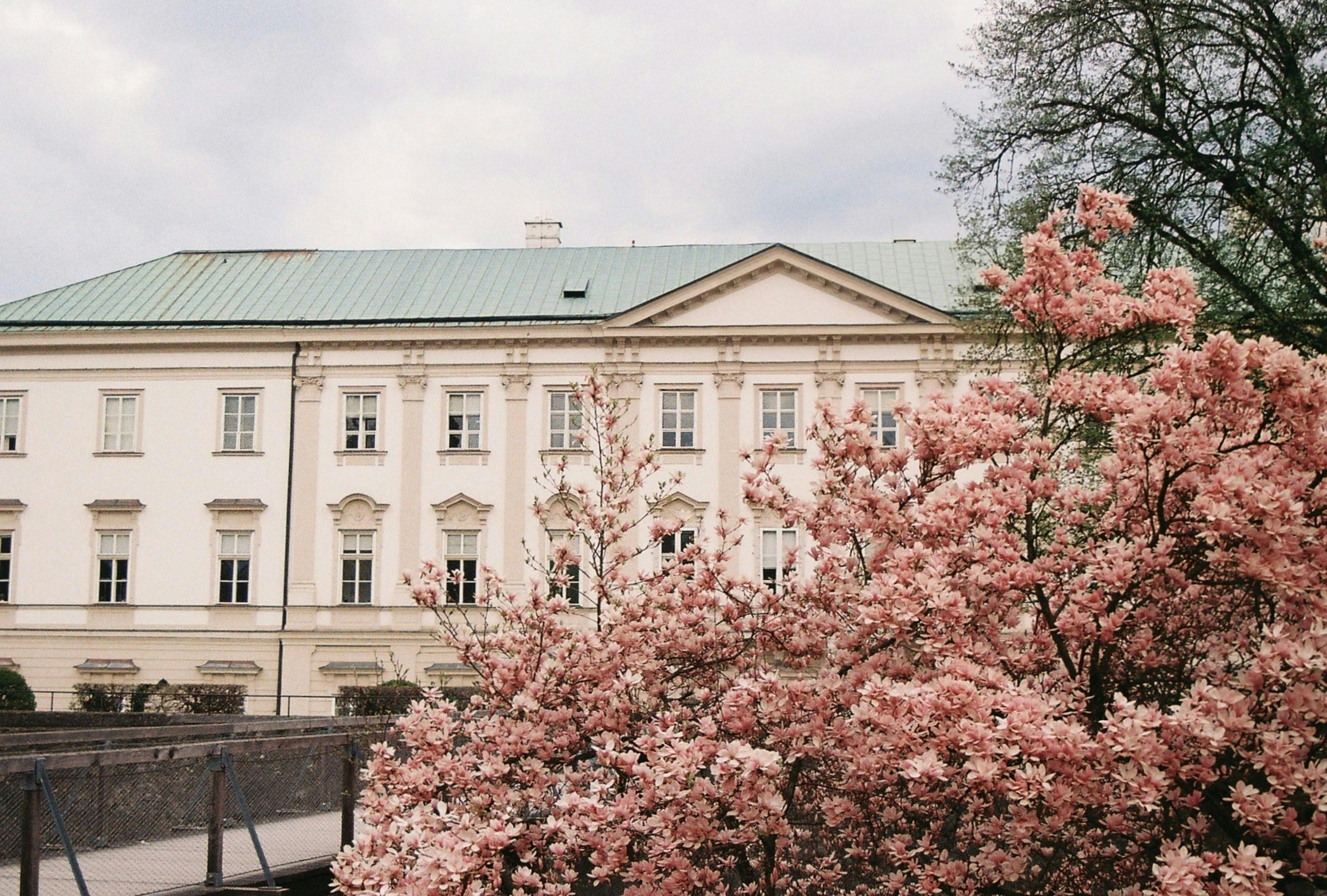 Cherry blossoms frame a classical building with a green copper roof, showcasing the beauty of spring in an urban setting.