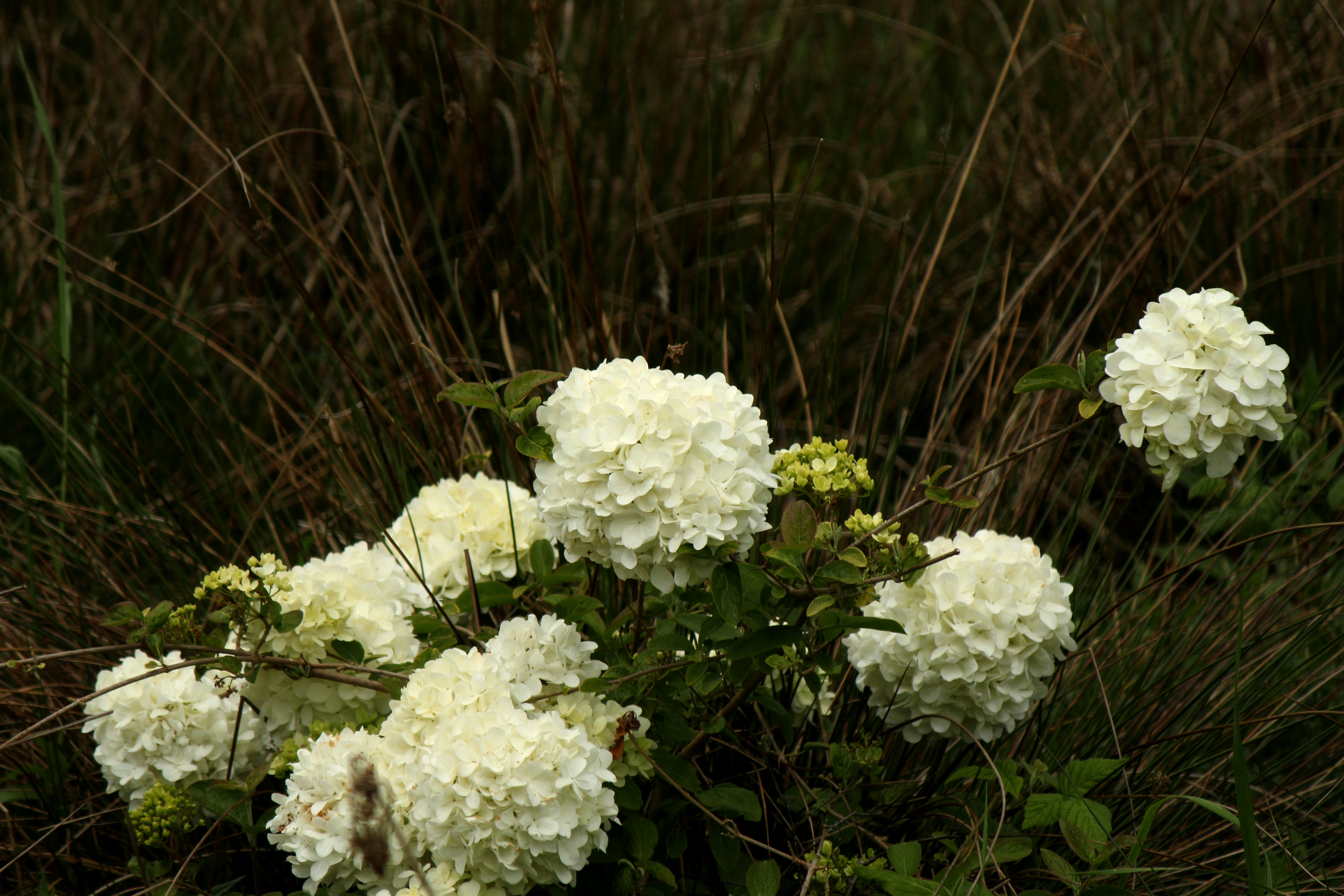 Cream Hydrangea Clusters Glow Amid Quiet Garden Grasses