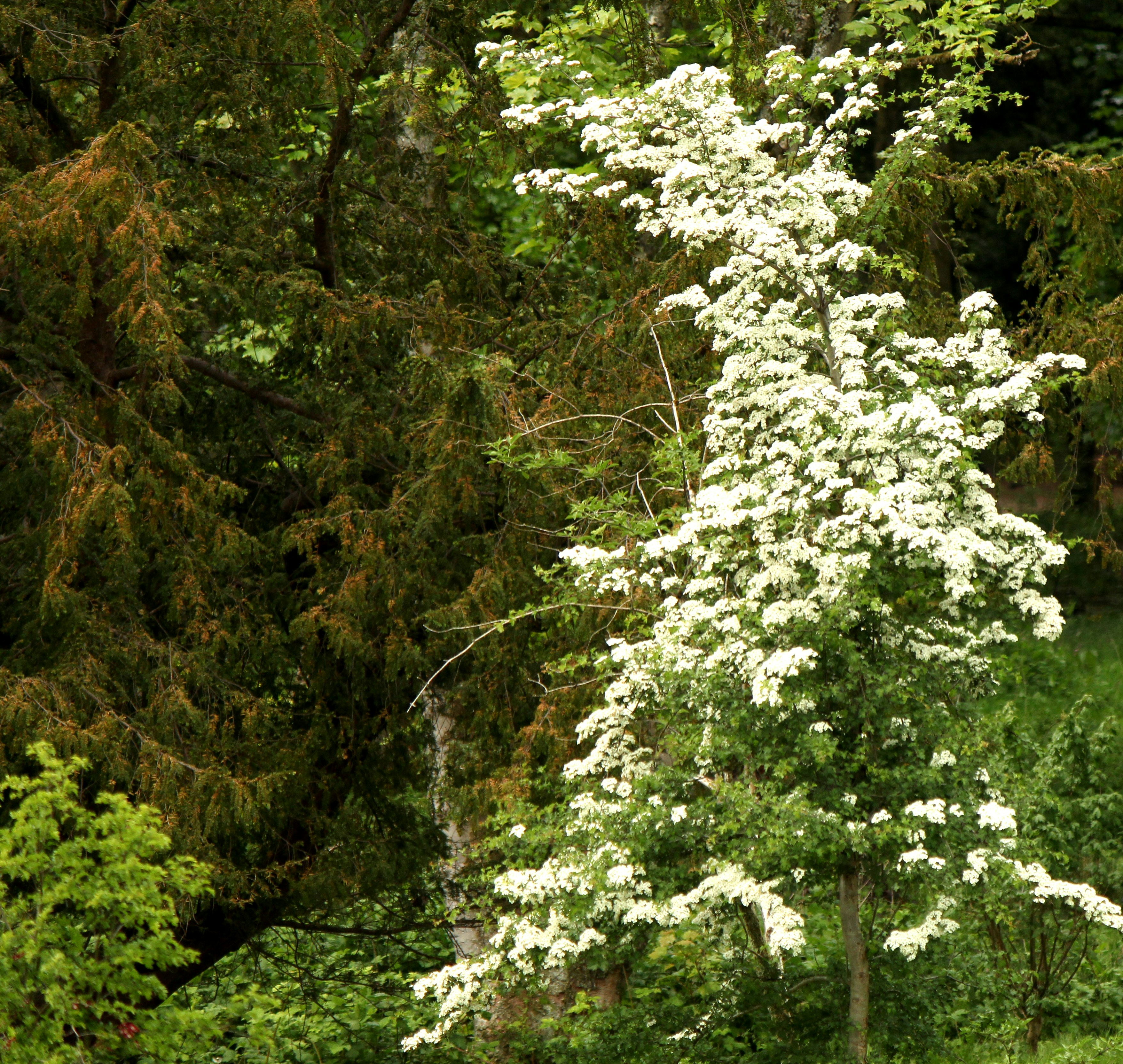 White Cascade at the Forest Edge