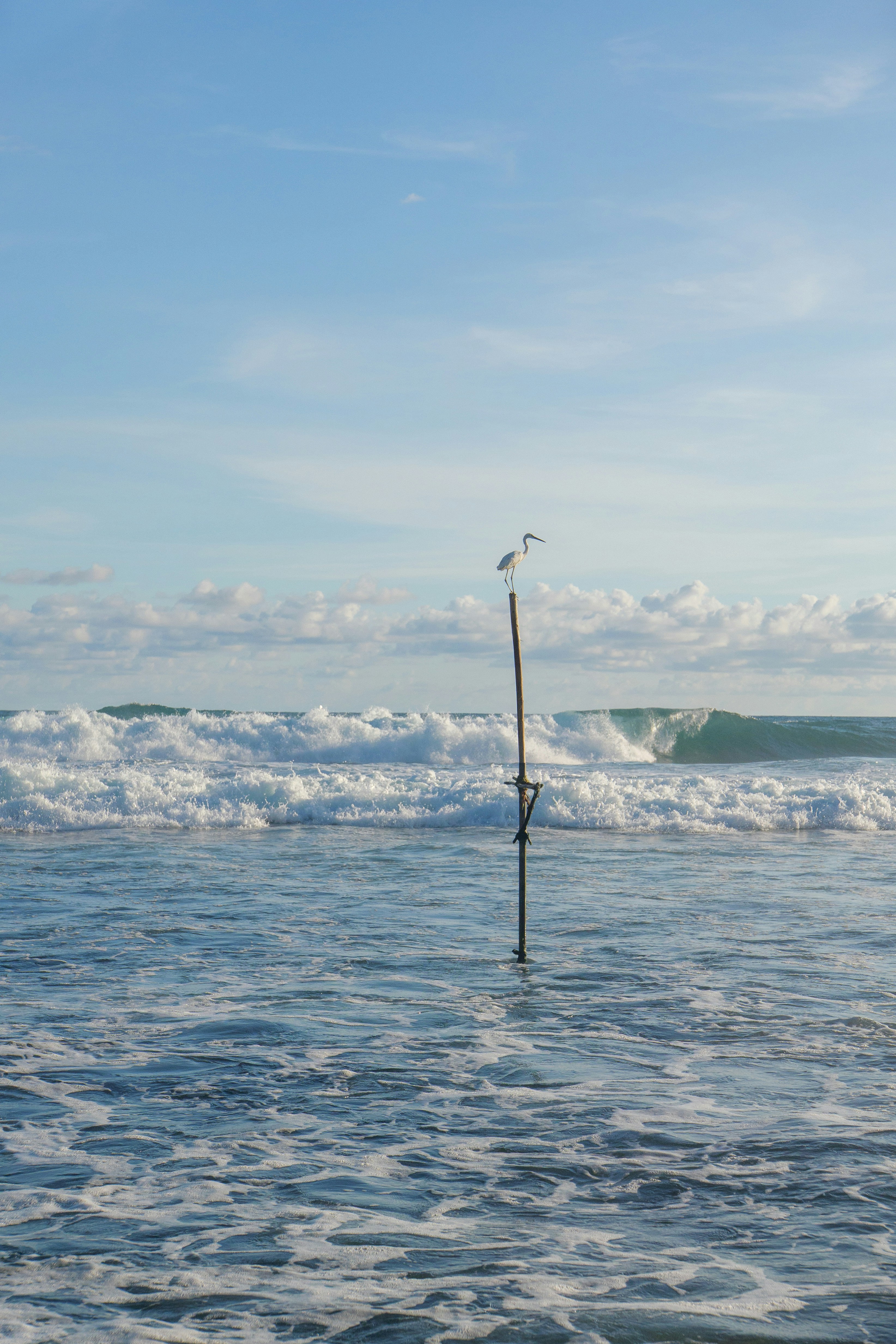 A lone bird perched atop a wooden post stands against the backdrop of rolling ocean waves and a clear sky. The scene captures a moment of tranquility and nature's beauty.