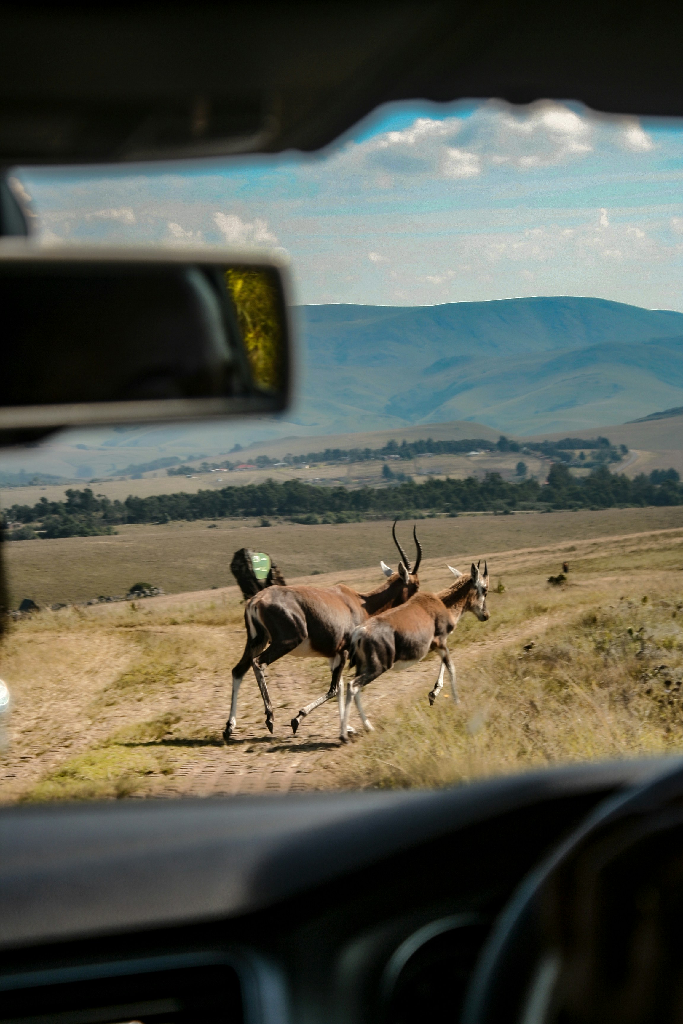 Antelope Crossing: Gaiting in the Pass