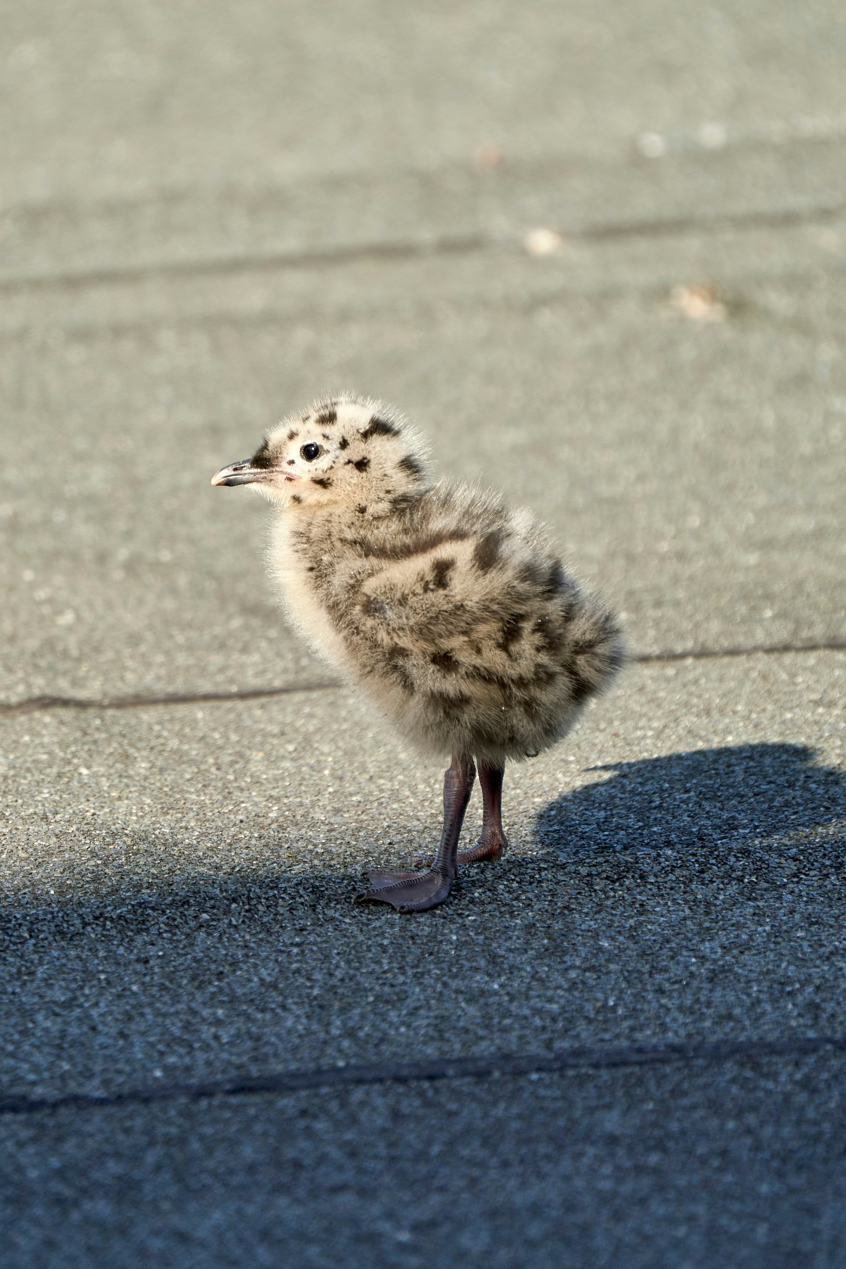 Fluffy chick of a seabird exploring its surroundings on a textured surface. The sunlight highlights its delicate feathers.