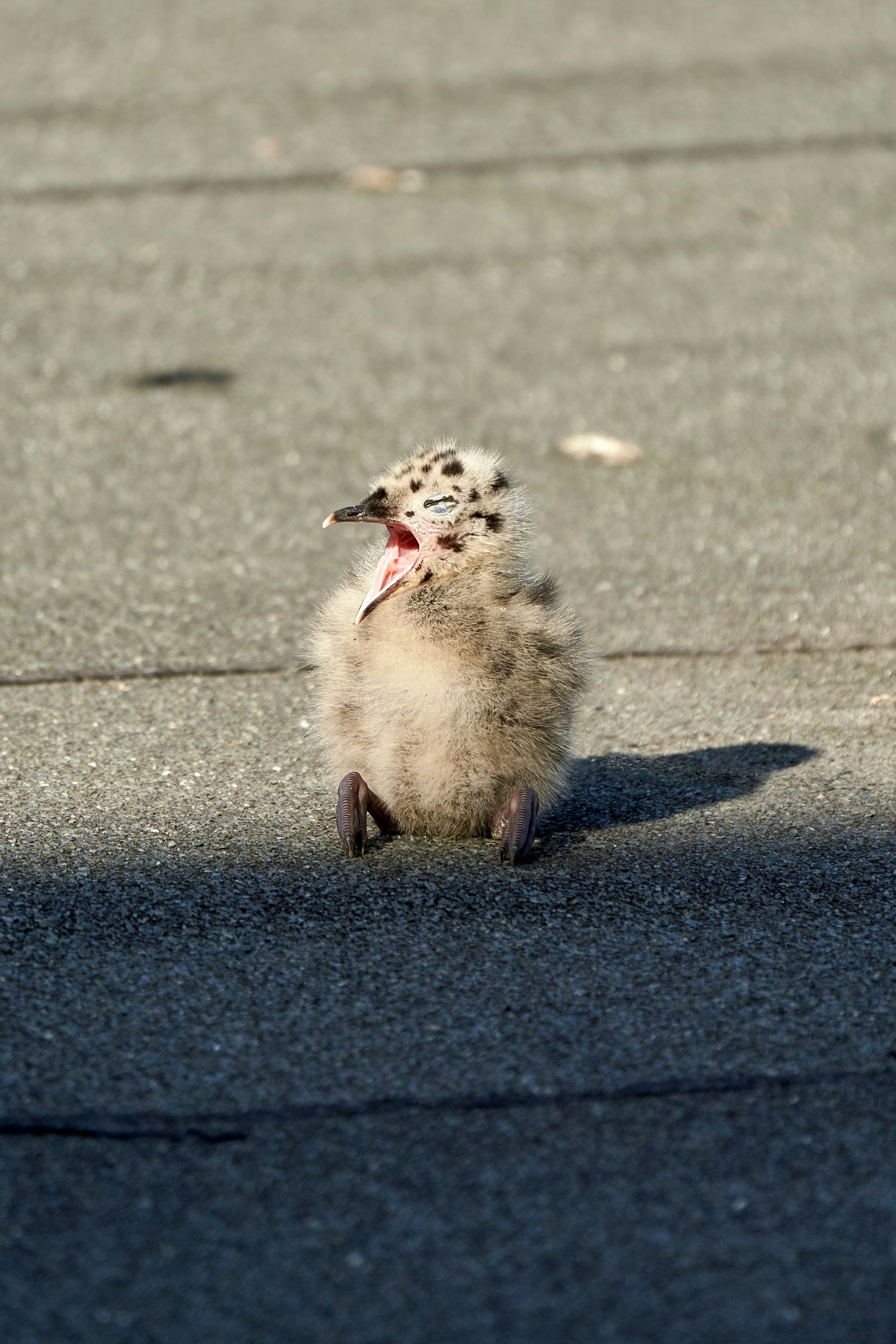 Awakening of the Feathered Youngster