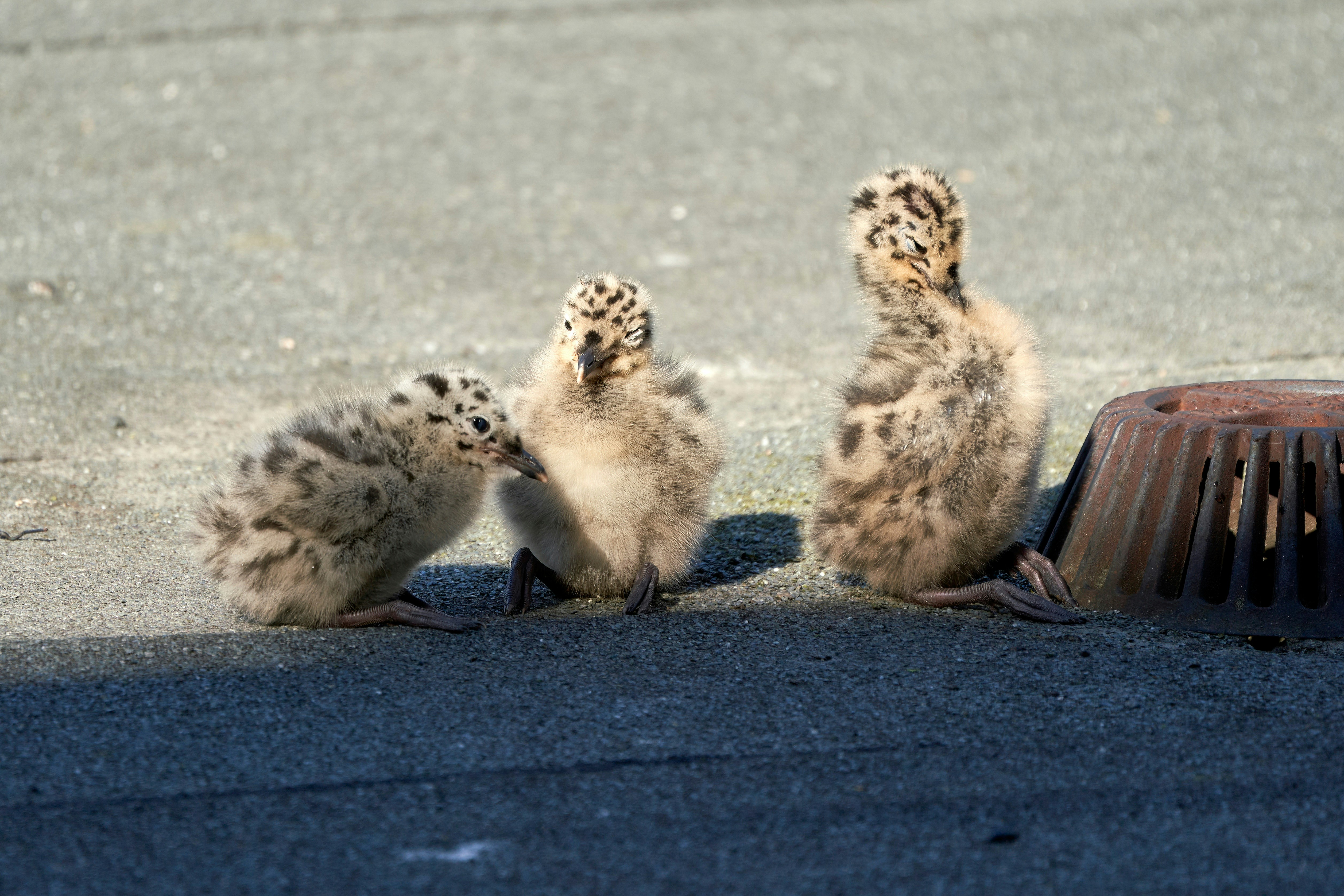 Curious Chicks: A Moment of Innocence