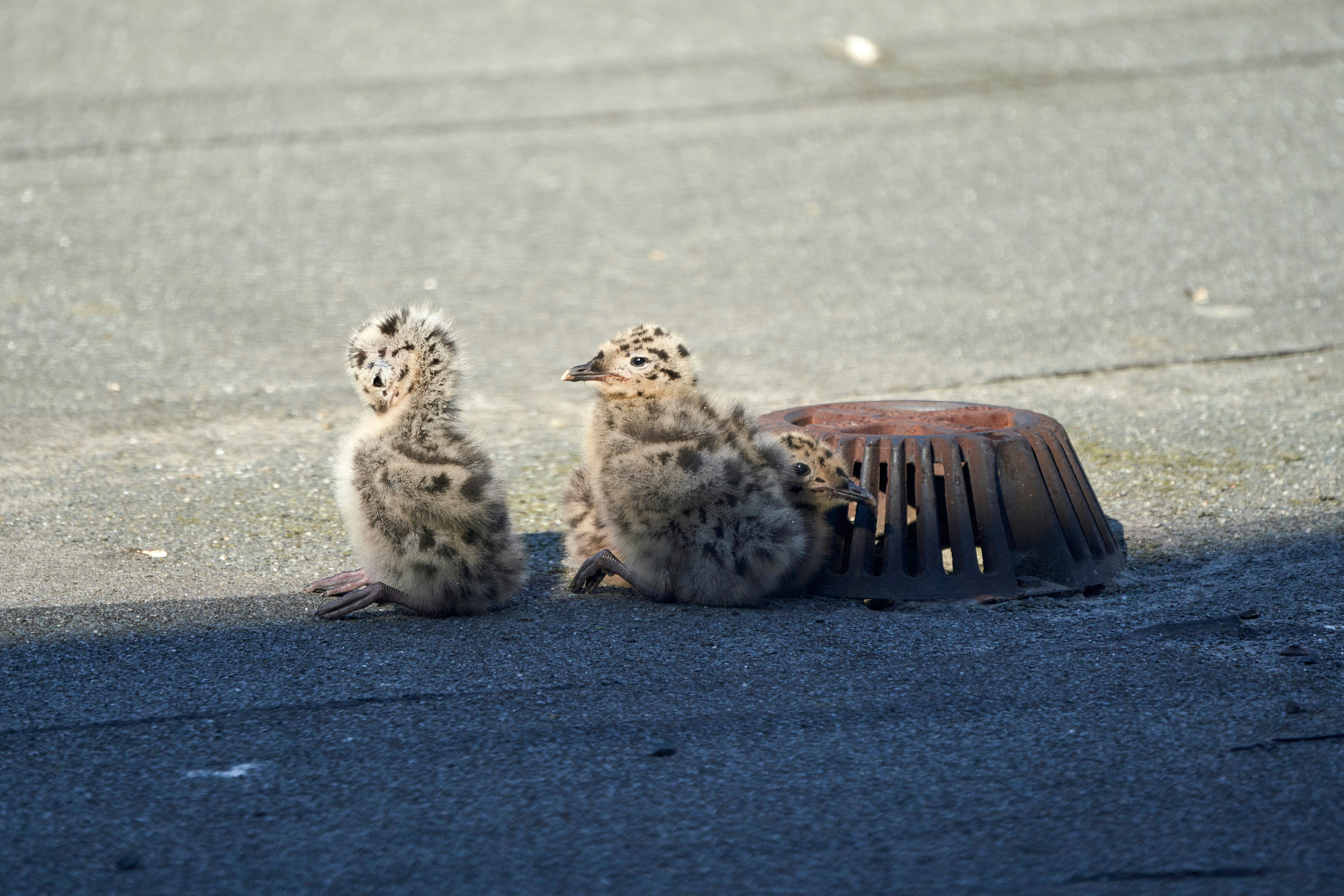 Seagull chicks in an urban environment, sitting alone on the roof of a large multi-storey building, Norway, Oslo | Two baby seagulls are sitting on a rooftop.