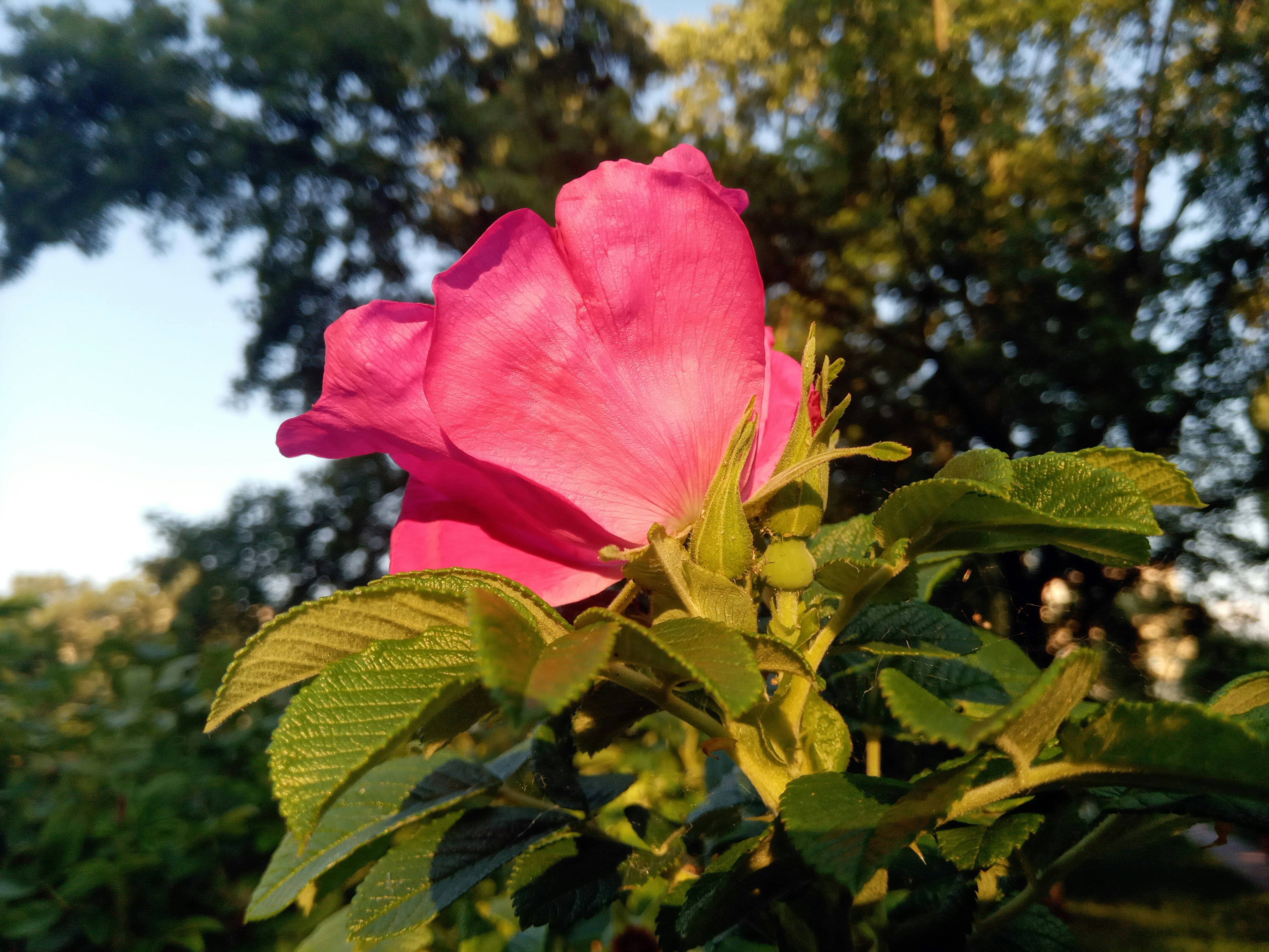 Поздний свет на позднем цветке шиповника. Ткплый летний вечер. | A beautiful pink rose in full bloom.