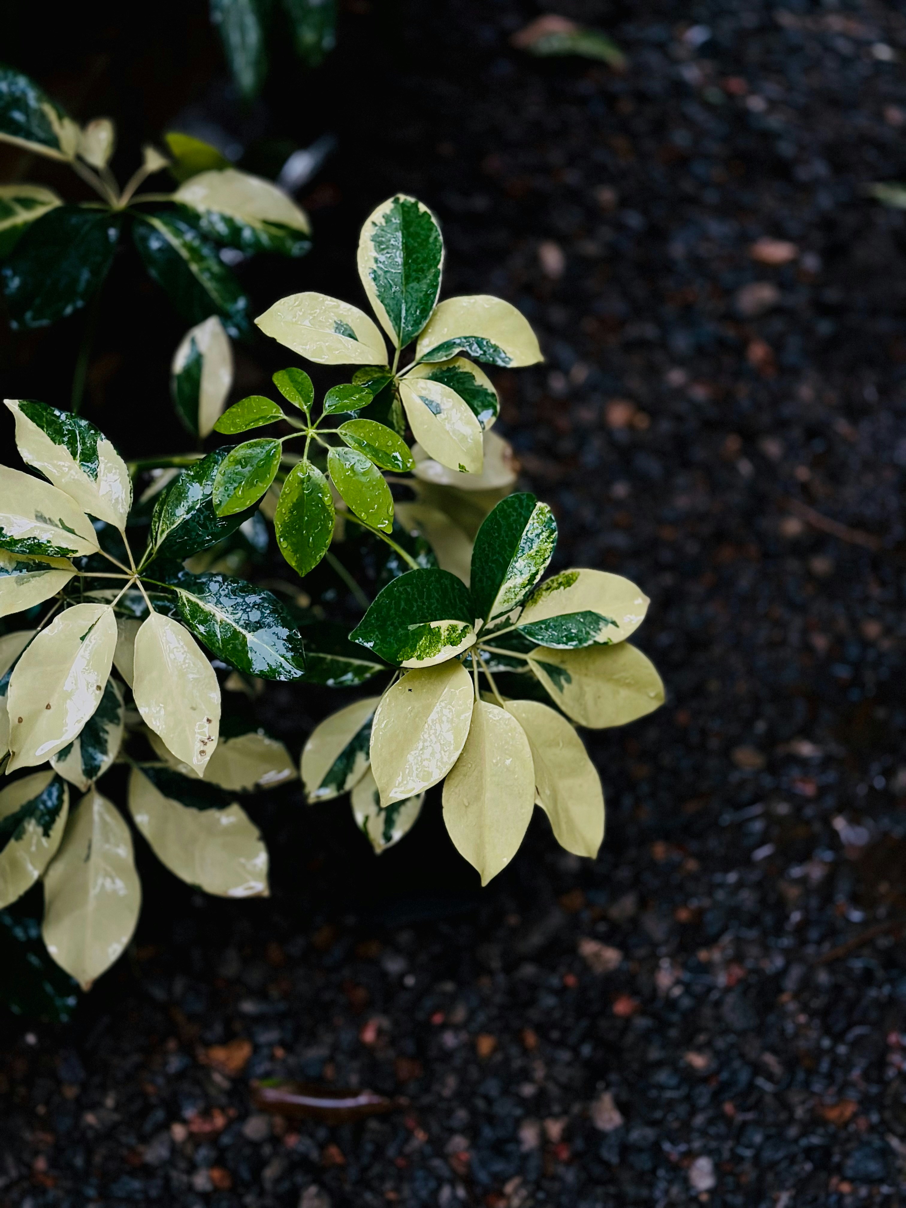 Cream-Edged Foliage Cluster on Dark Soil