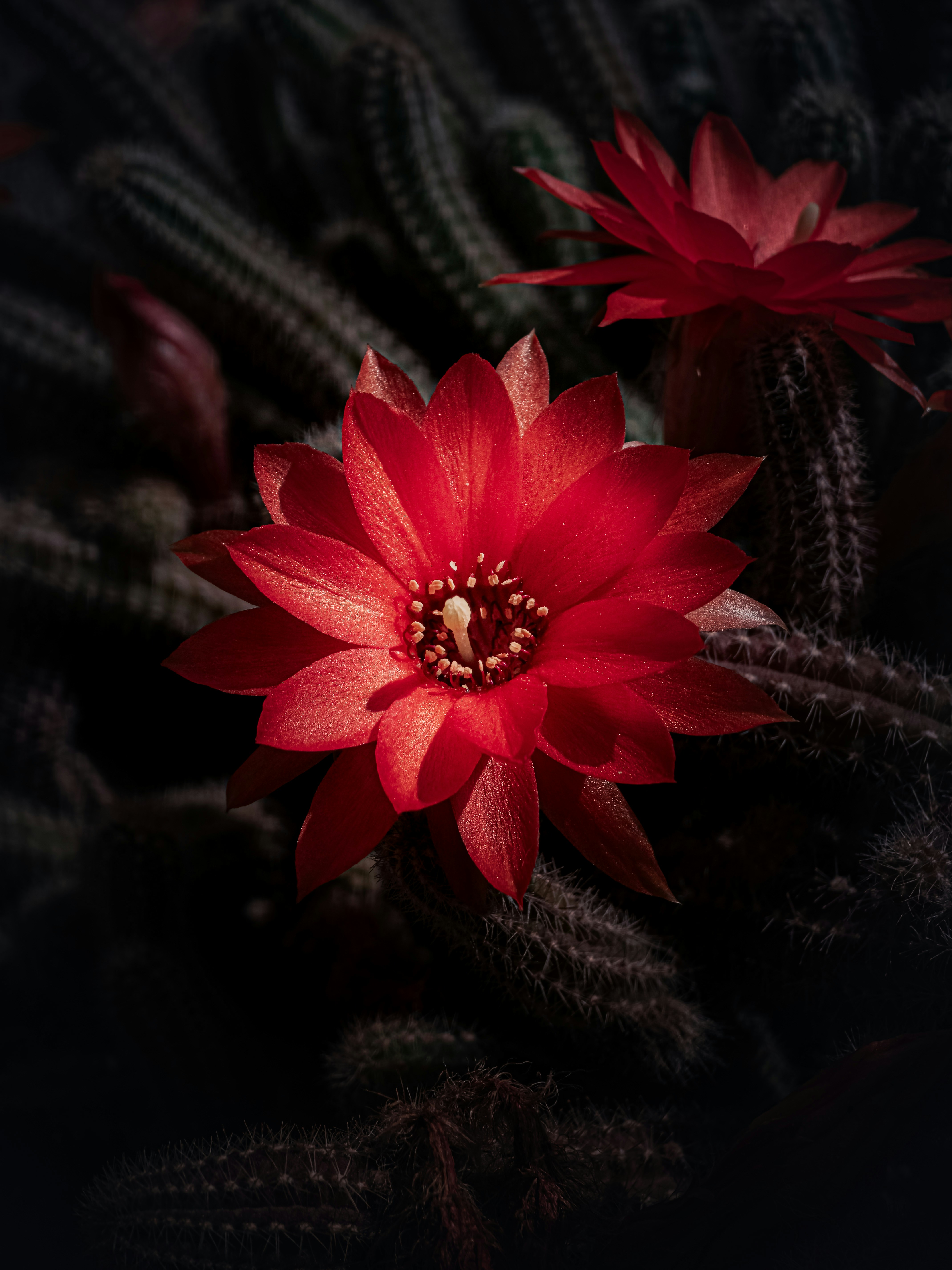 The red flower of a peanut cactus, scientifically called Chamaecreus Silvestril.