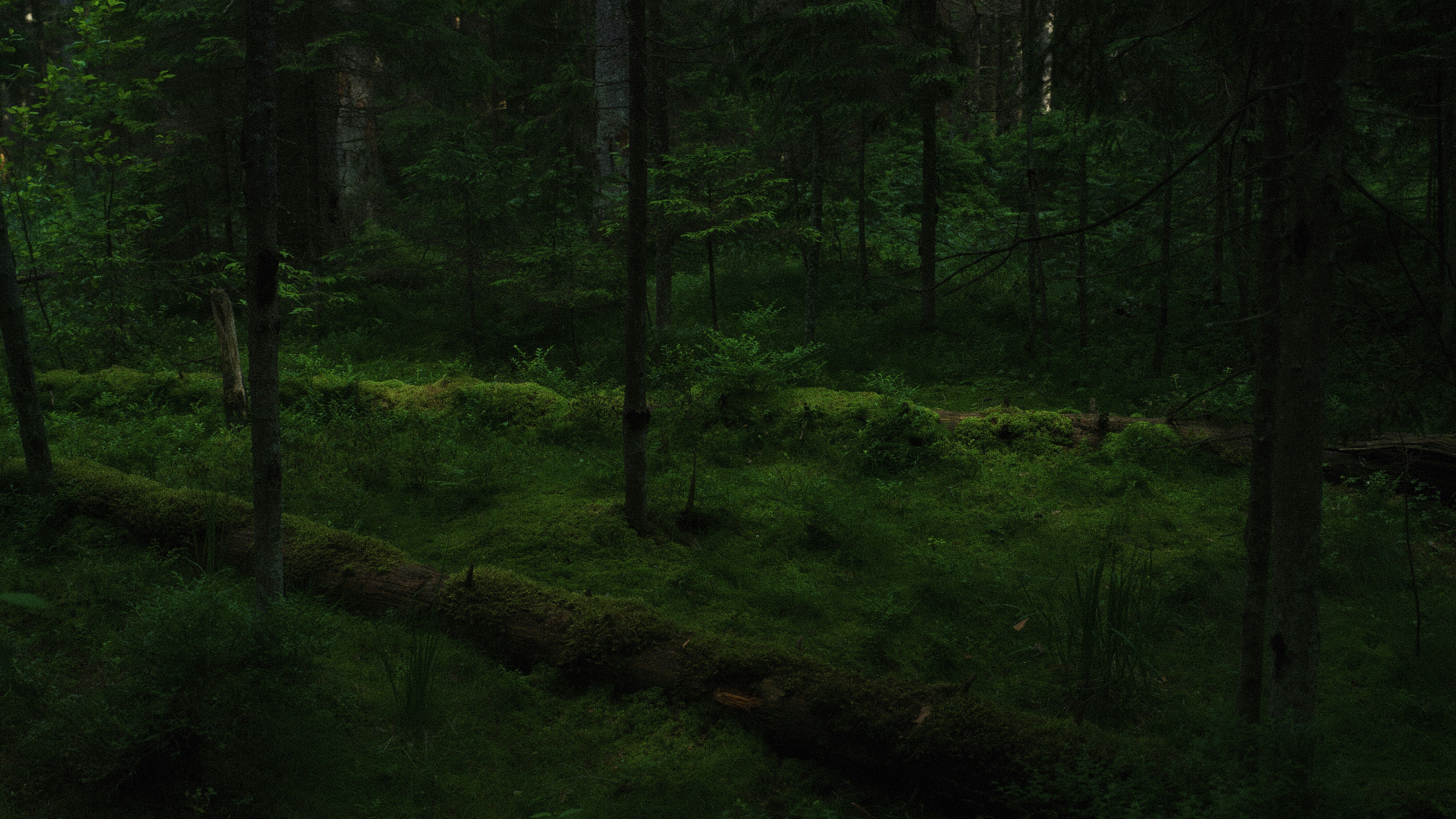 Lush green forest with tall trees.