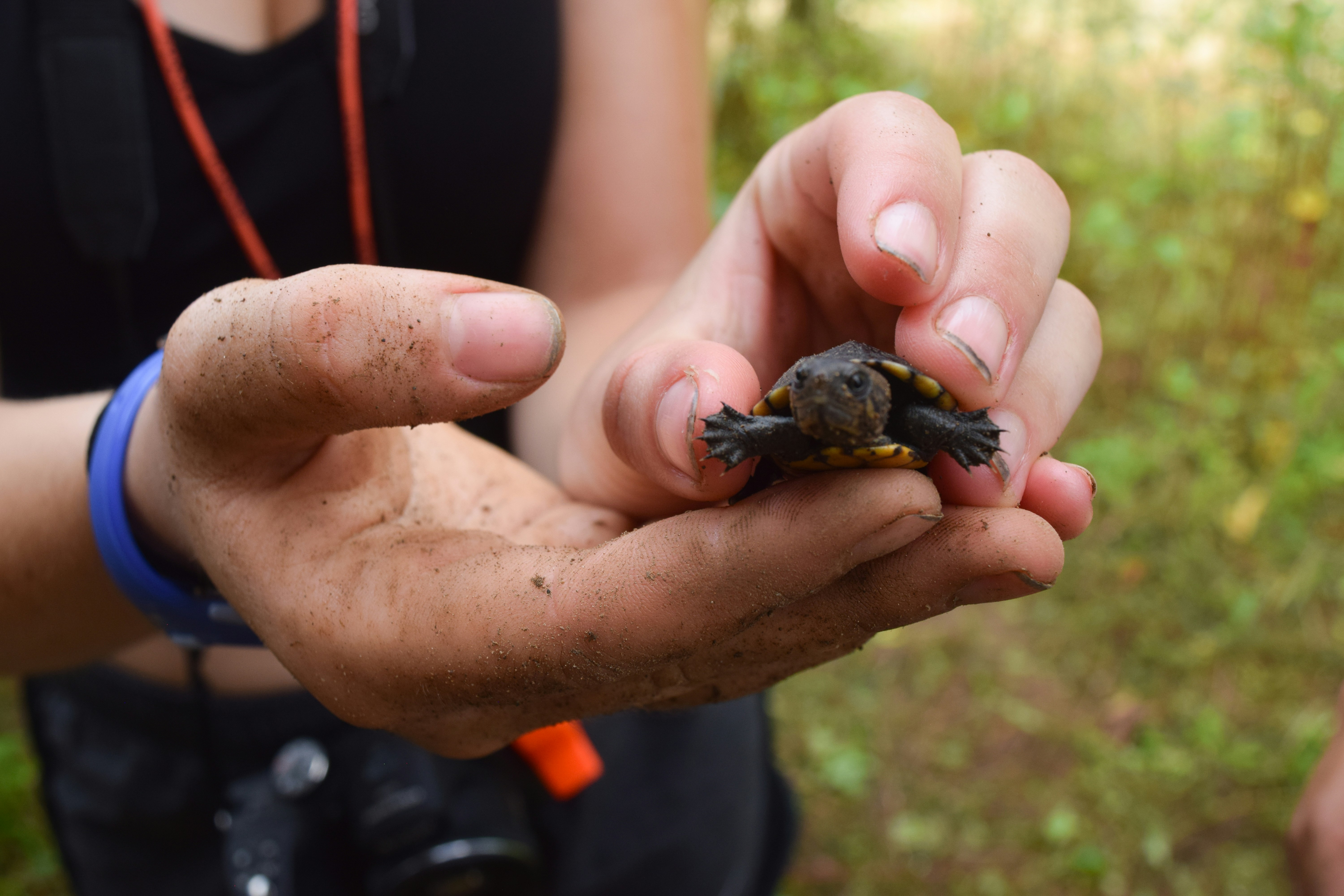 A Gentle Encounter with Nature's Tiny Guardian