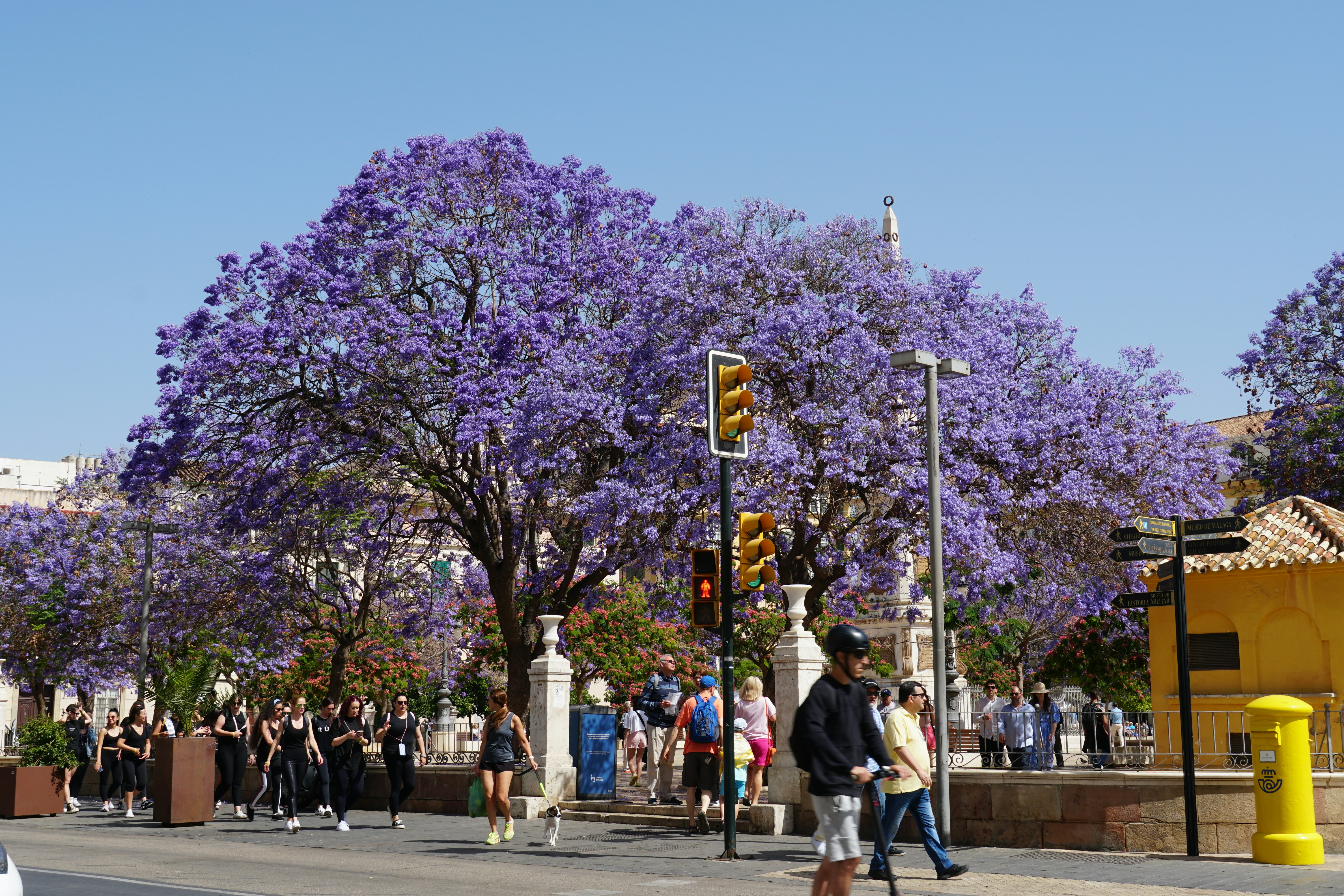 A park with beautiful purple flowering trees.