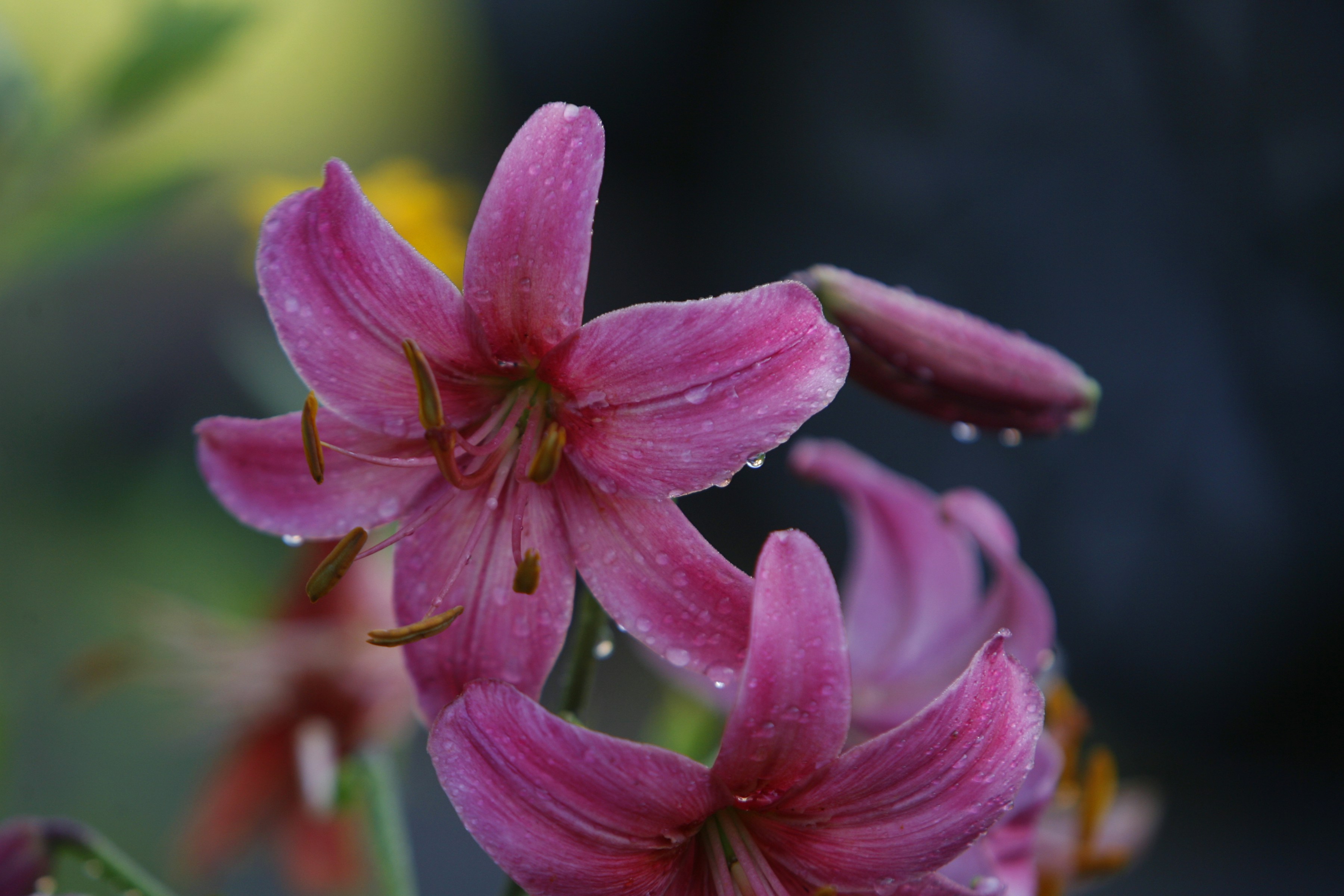 Delicate pink lilies adorned with droplets, showcasing their intricate petals against a softly blurred background. 