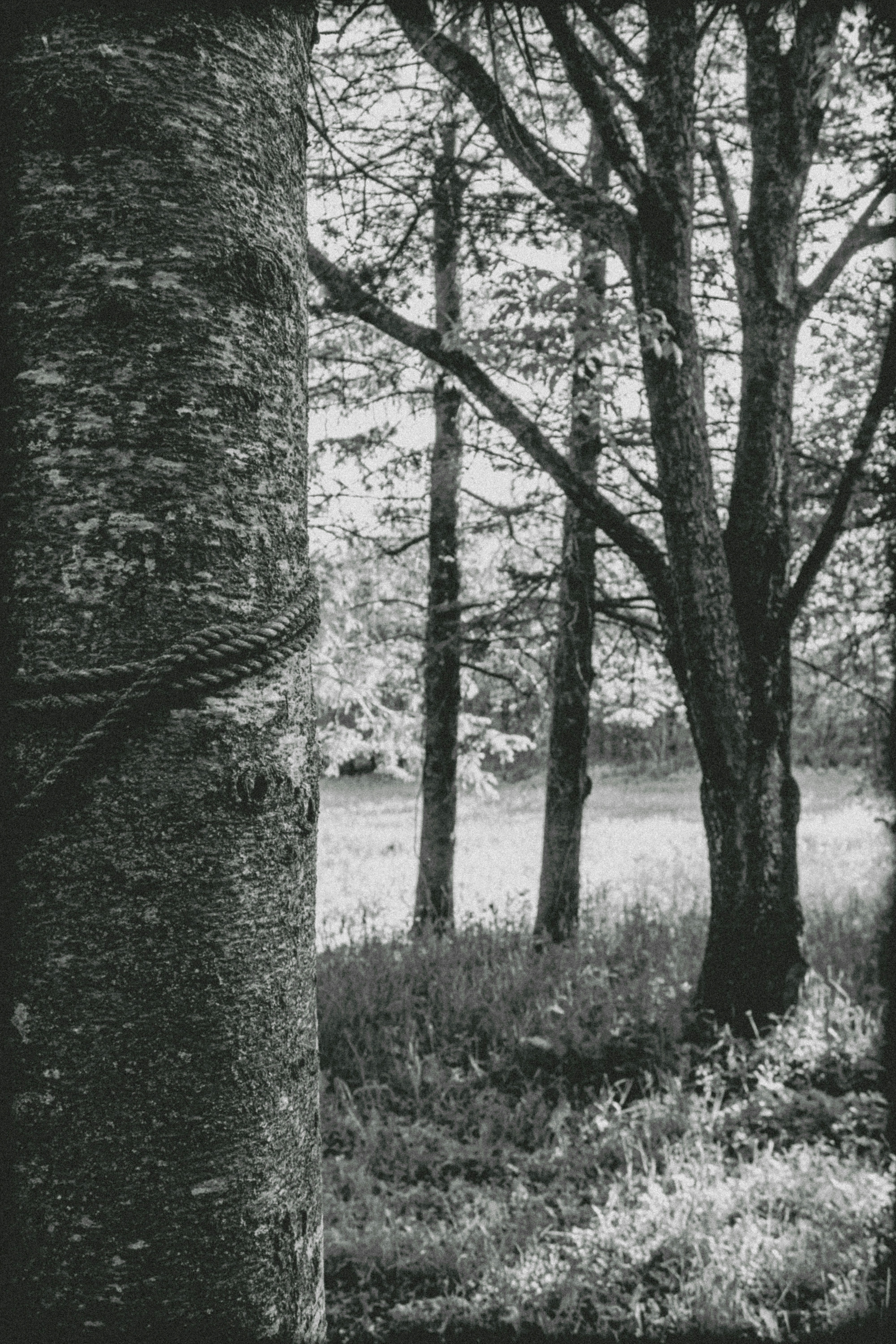 A textured tree trunk entwined with rope stands in the foreground, while a serene grove of trees fades into the background, creating a tranquil woodland scene.