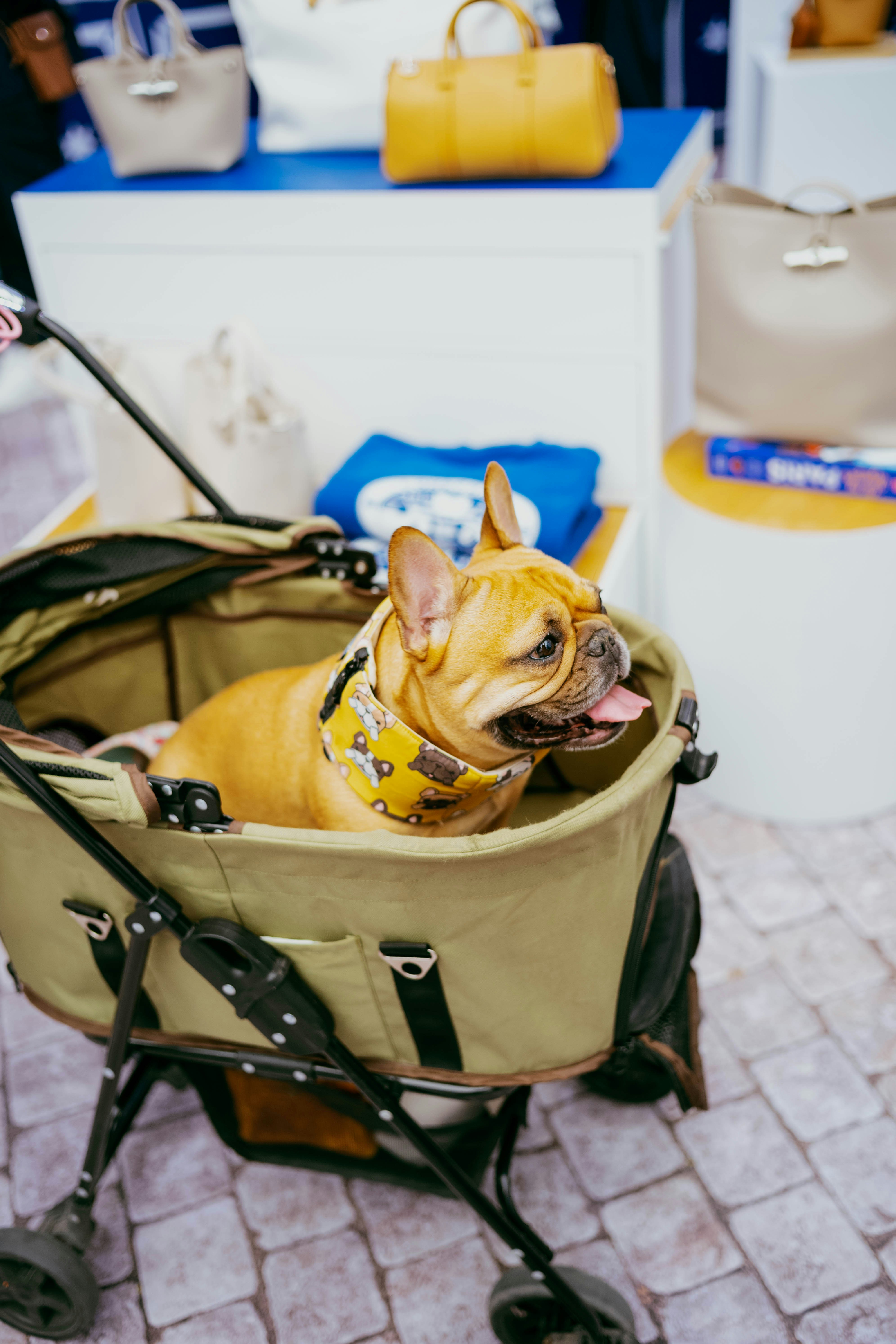 A french bulldog relaxes in a stroller. photo – Free Street photography ...