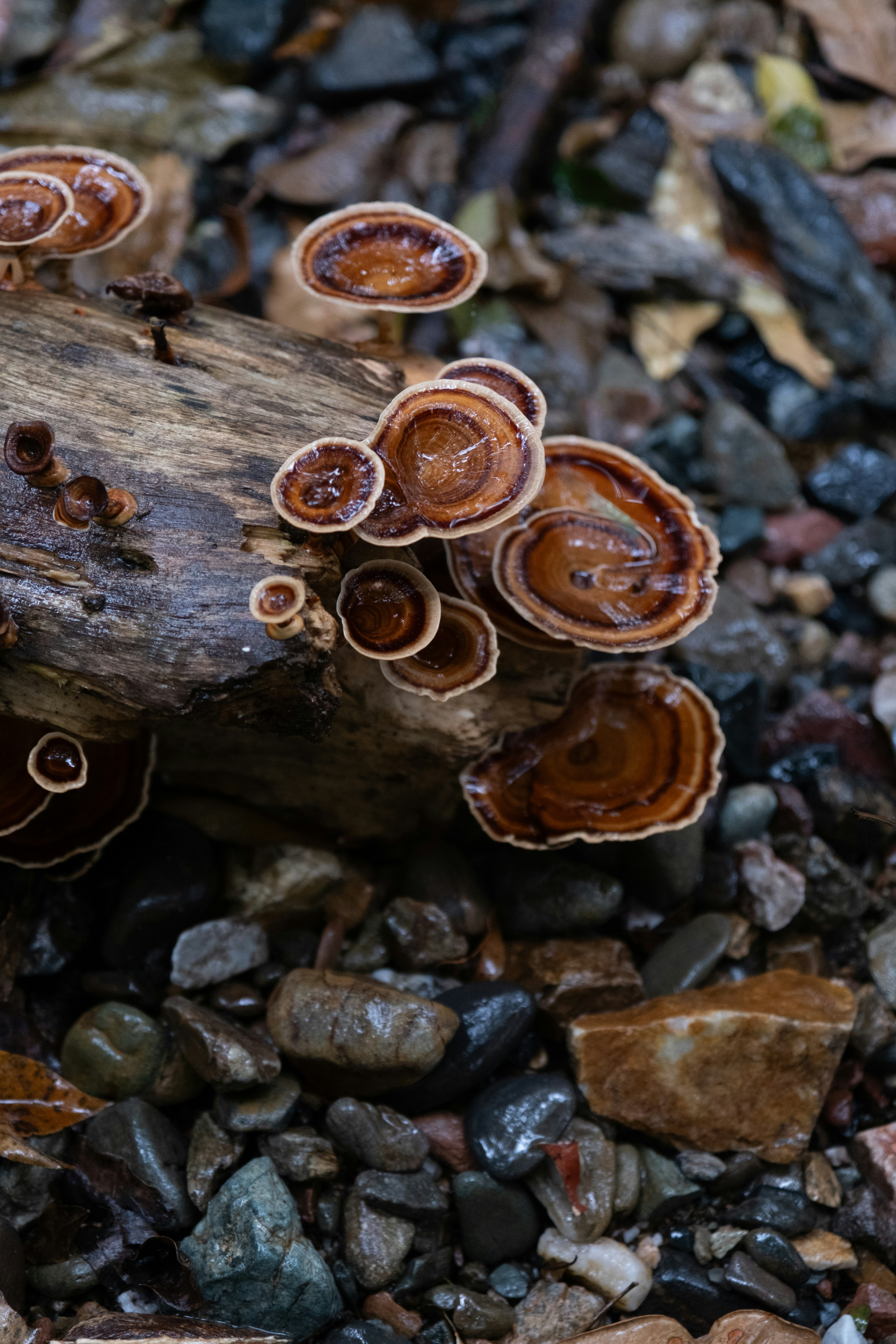 Nature's Spiral Artistry: The Elegance of Fungi