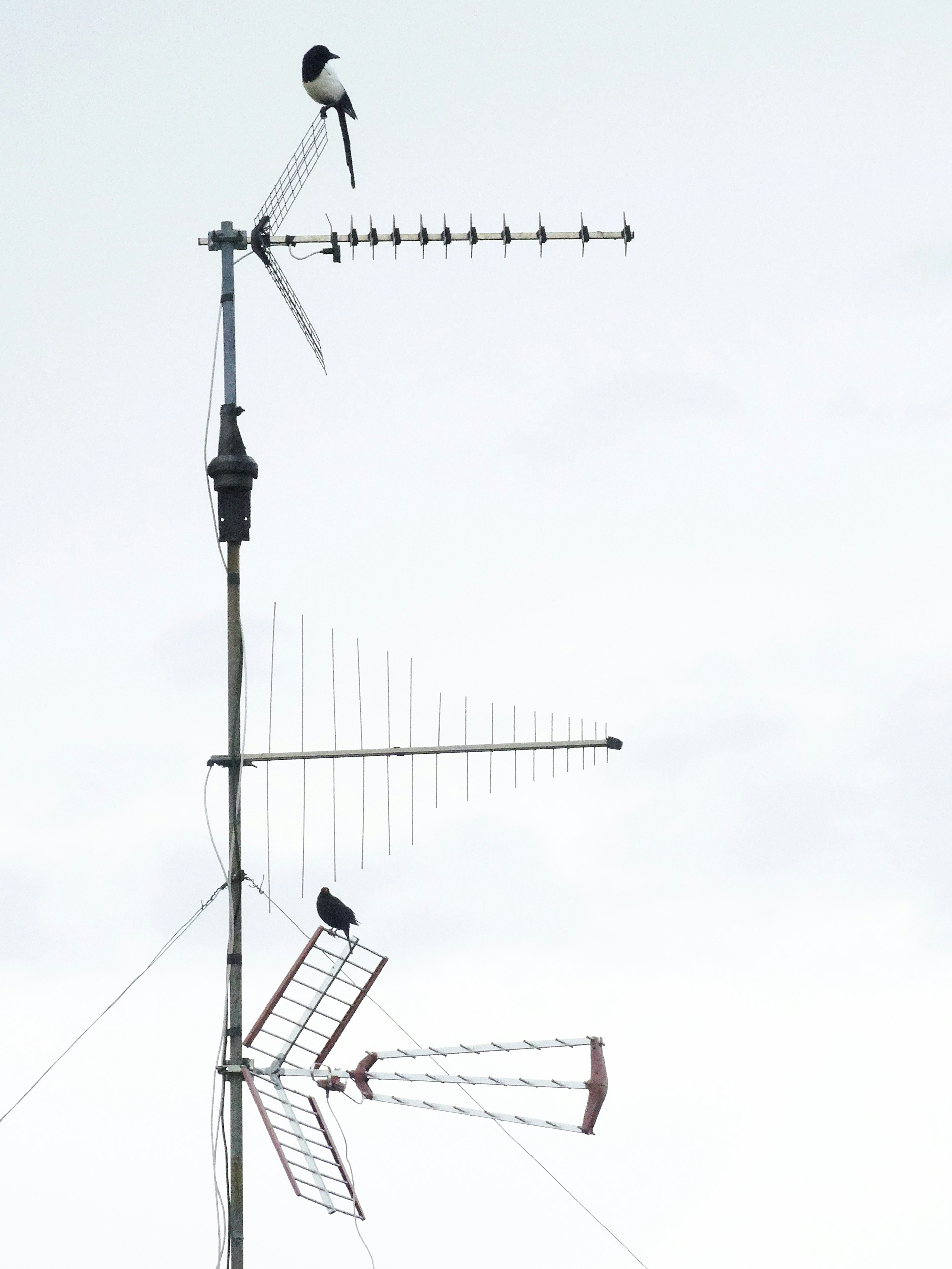 Perched Perspectives: A Study in Urban Wildlife