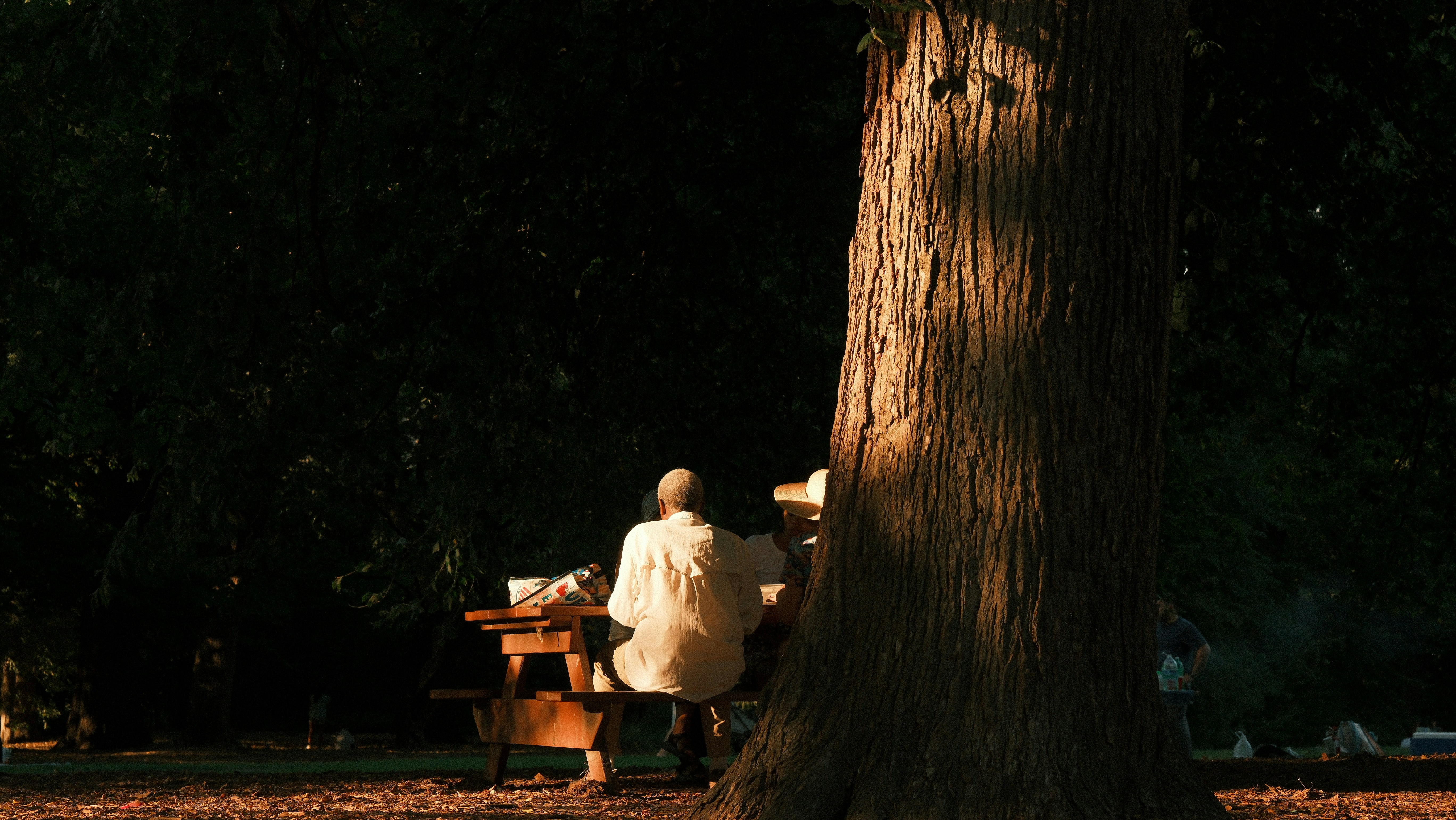 Beneath the Grove's Gaze: Conversation at a Park Table