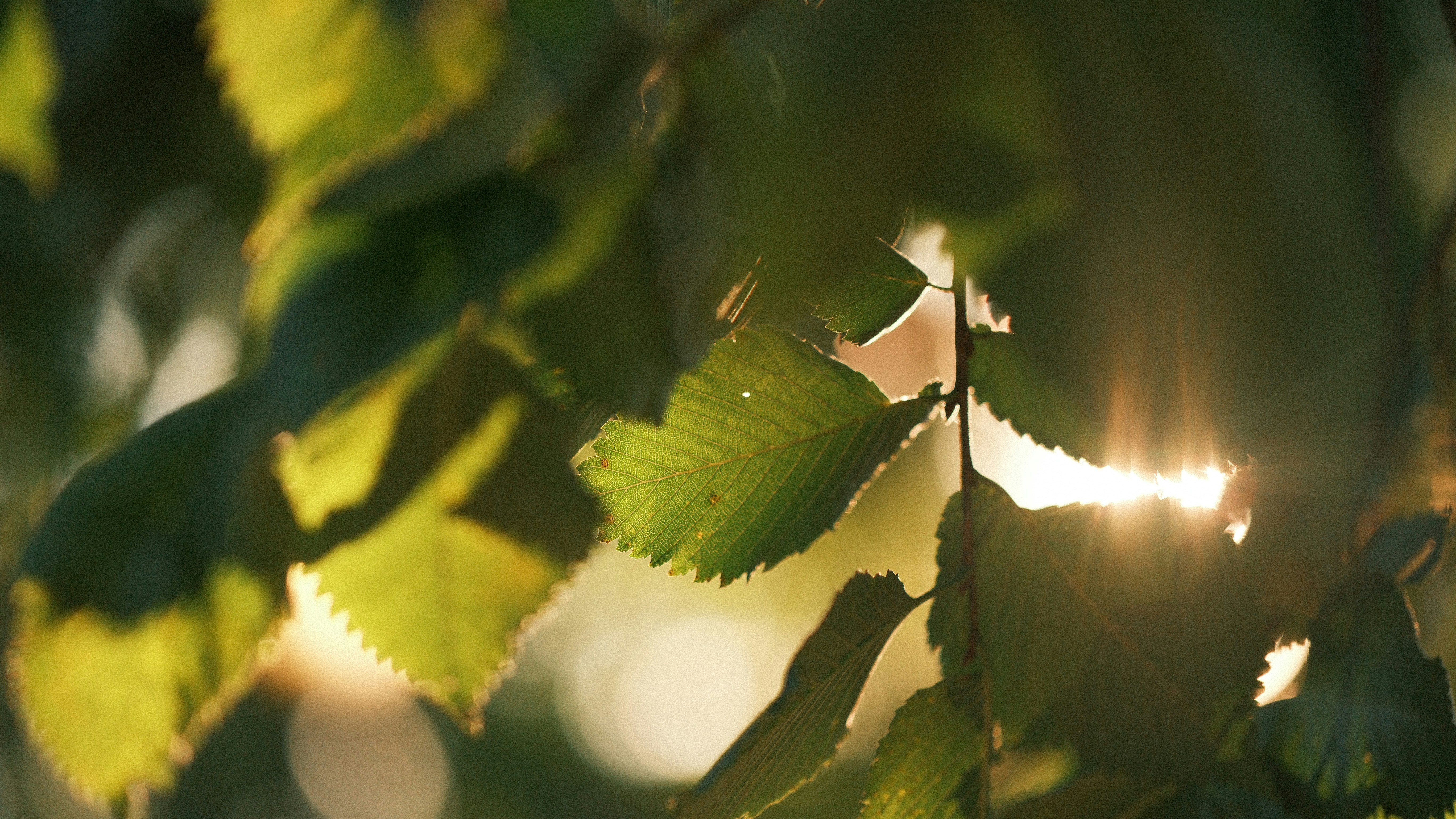 Sunlight shines through green leaves.
