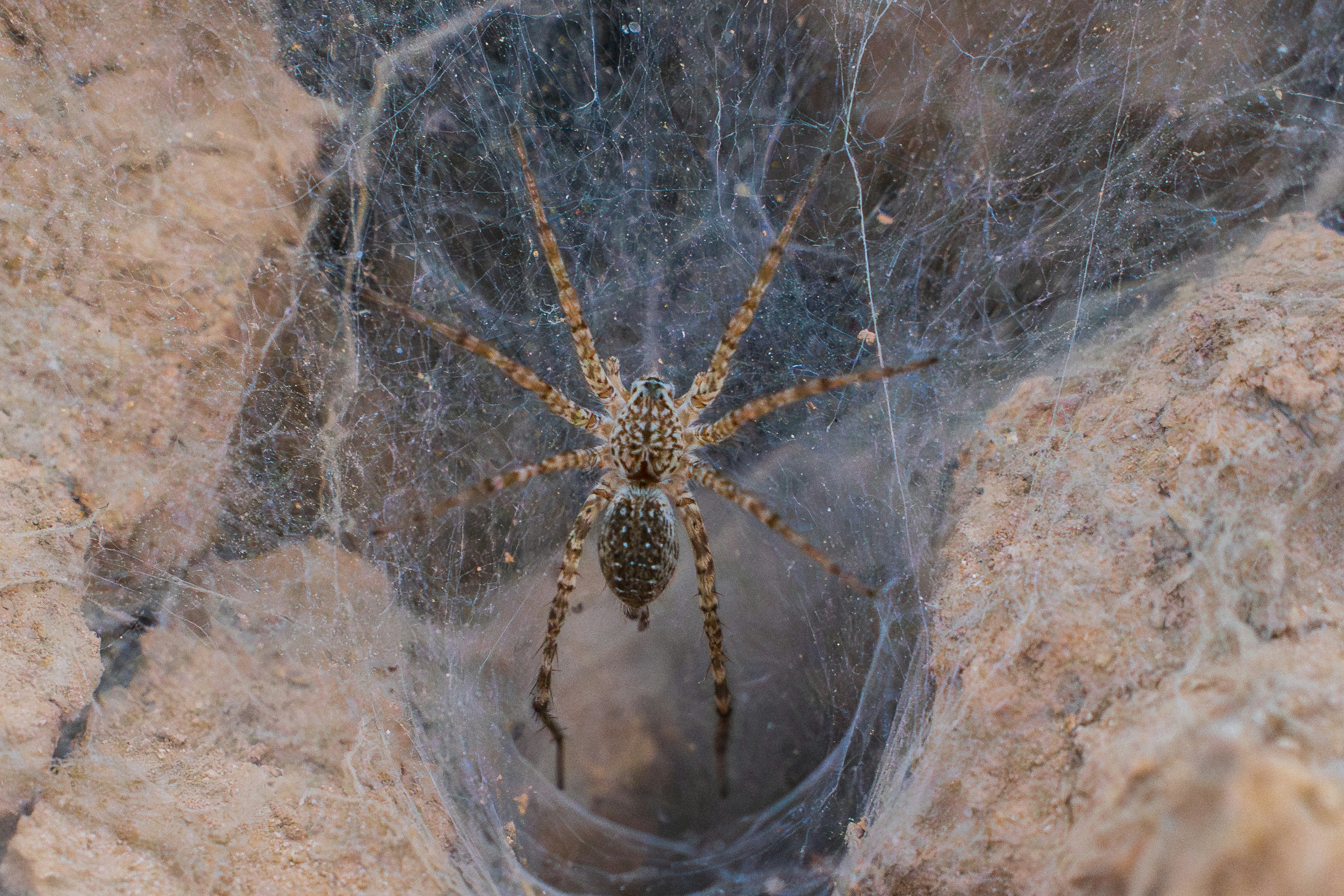 A spider sits in its web nest.