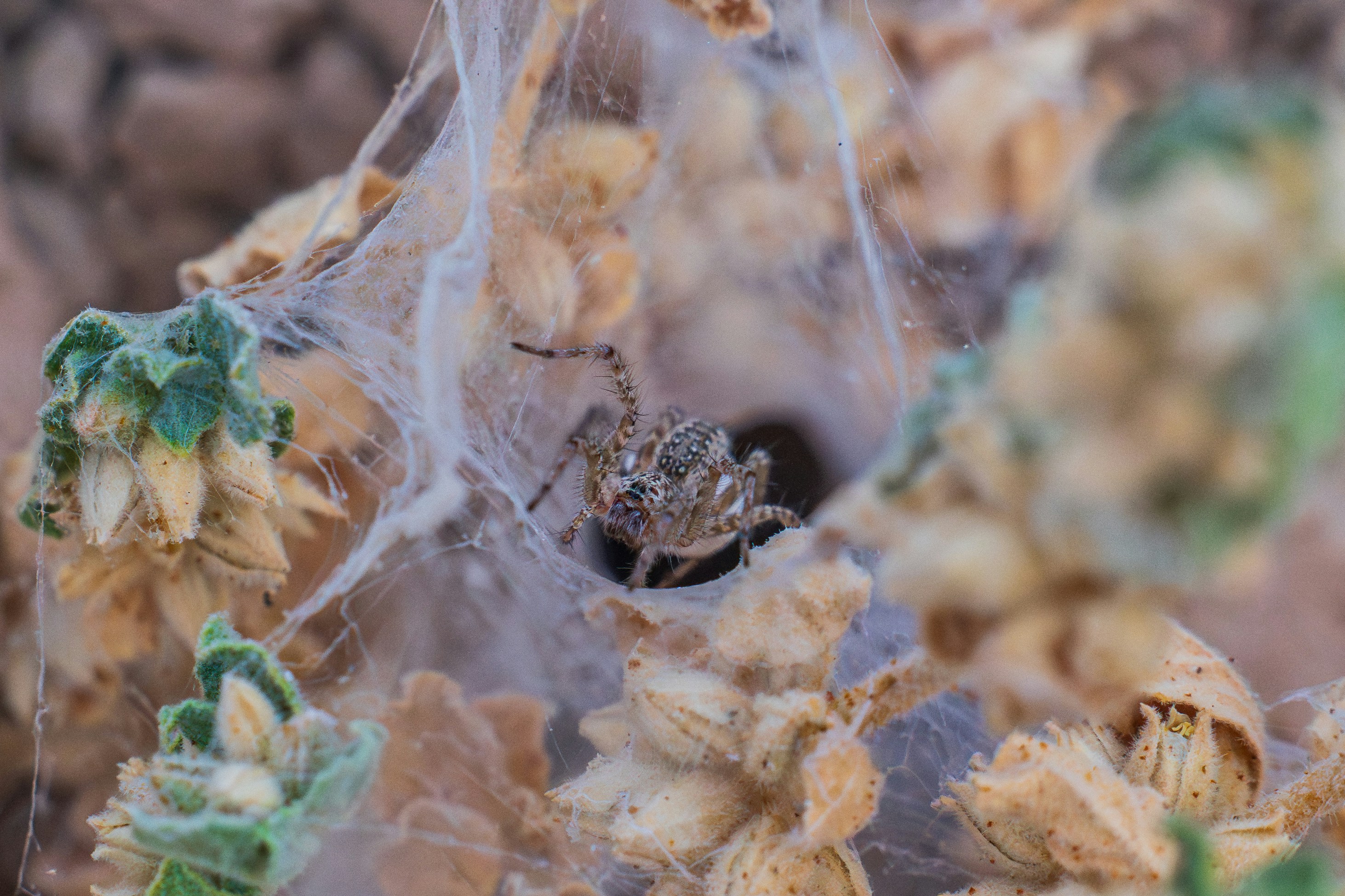 Hidden In the Silk: A Patient View of a Web-bound Visitor