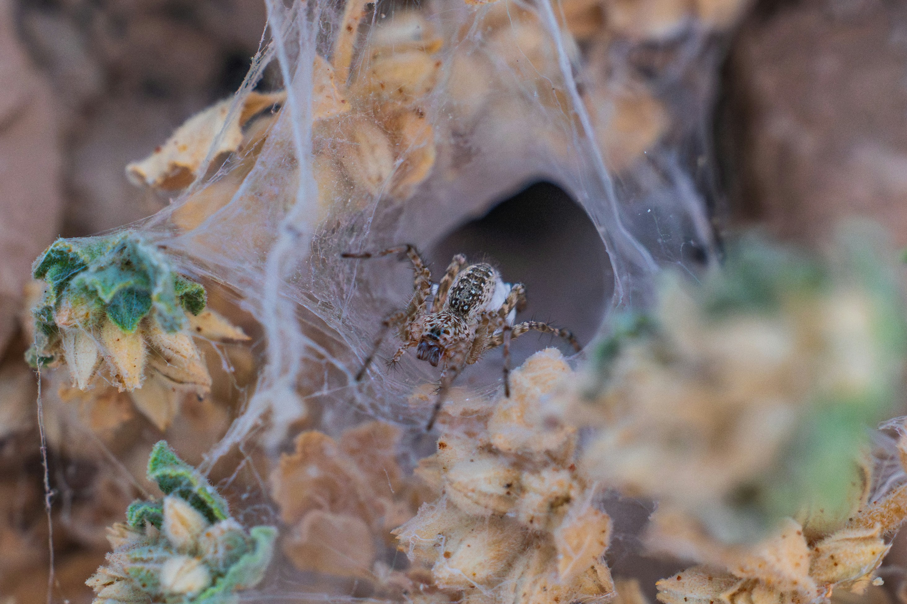 Webbound in the Hazy Meadow: A Spider Among Dried Bouquets