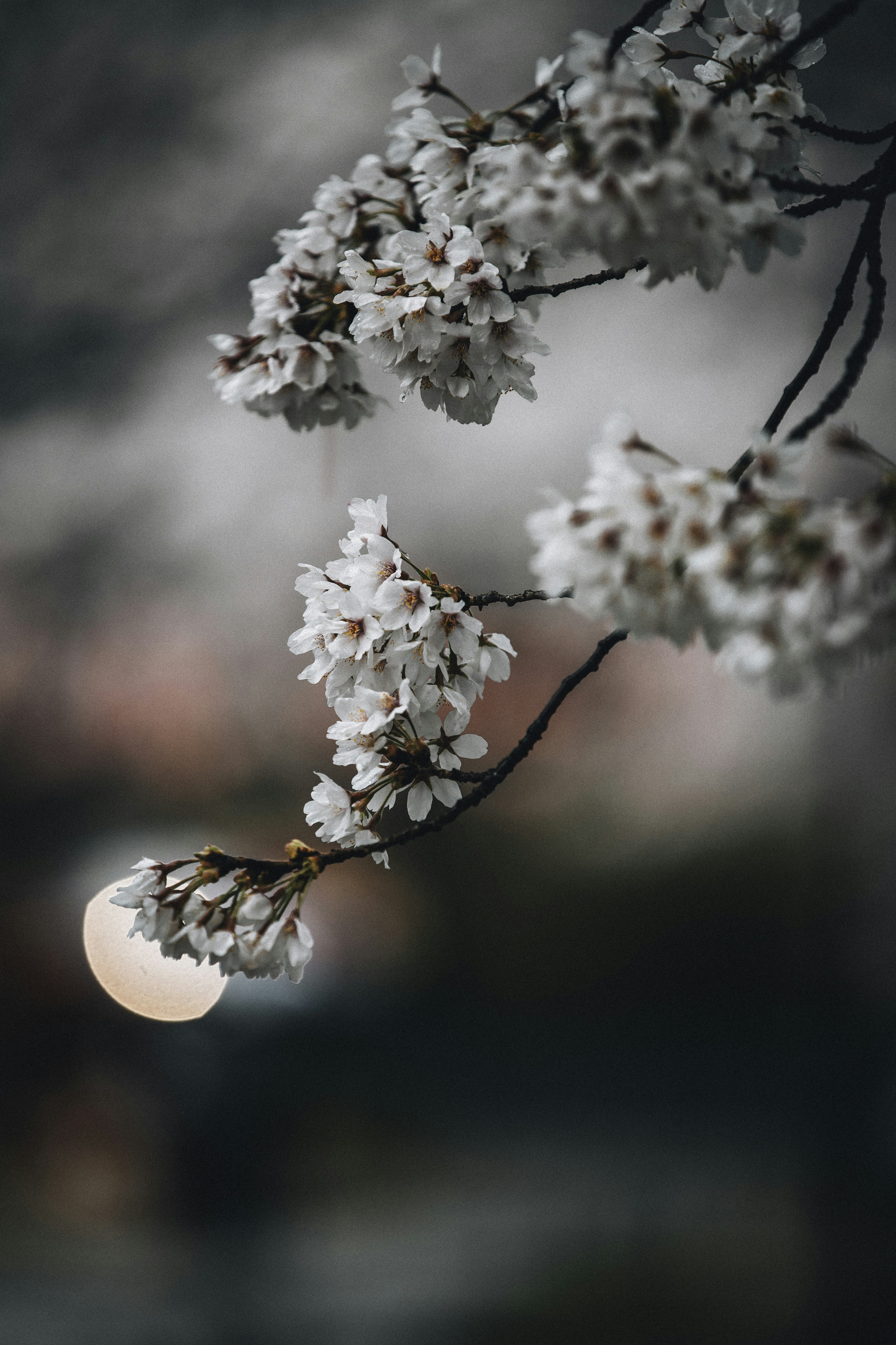 Photo by TienDat Photographer with Canon EOS 6D Mark II