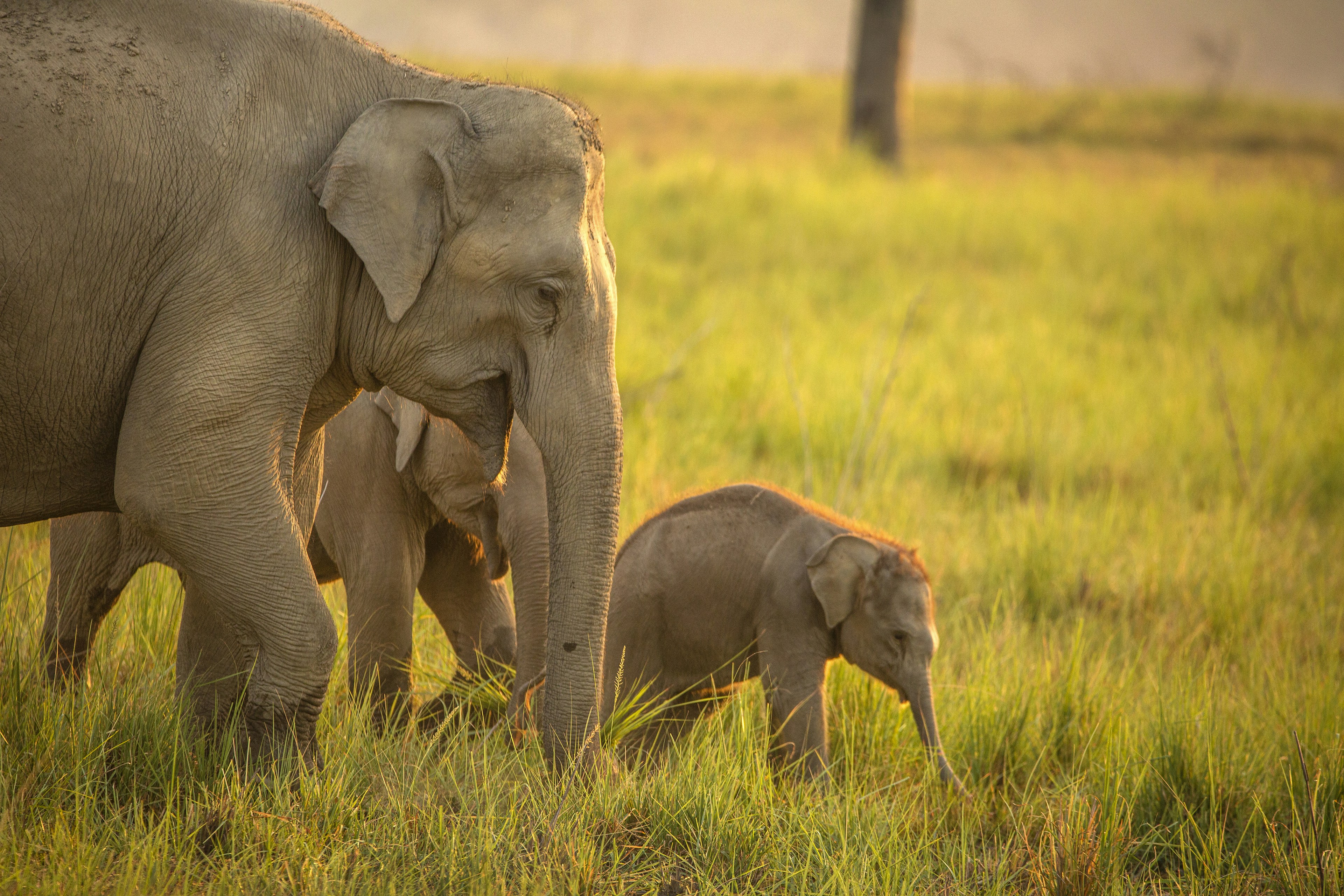 Gentle Giants in Golden Light