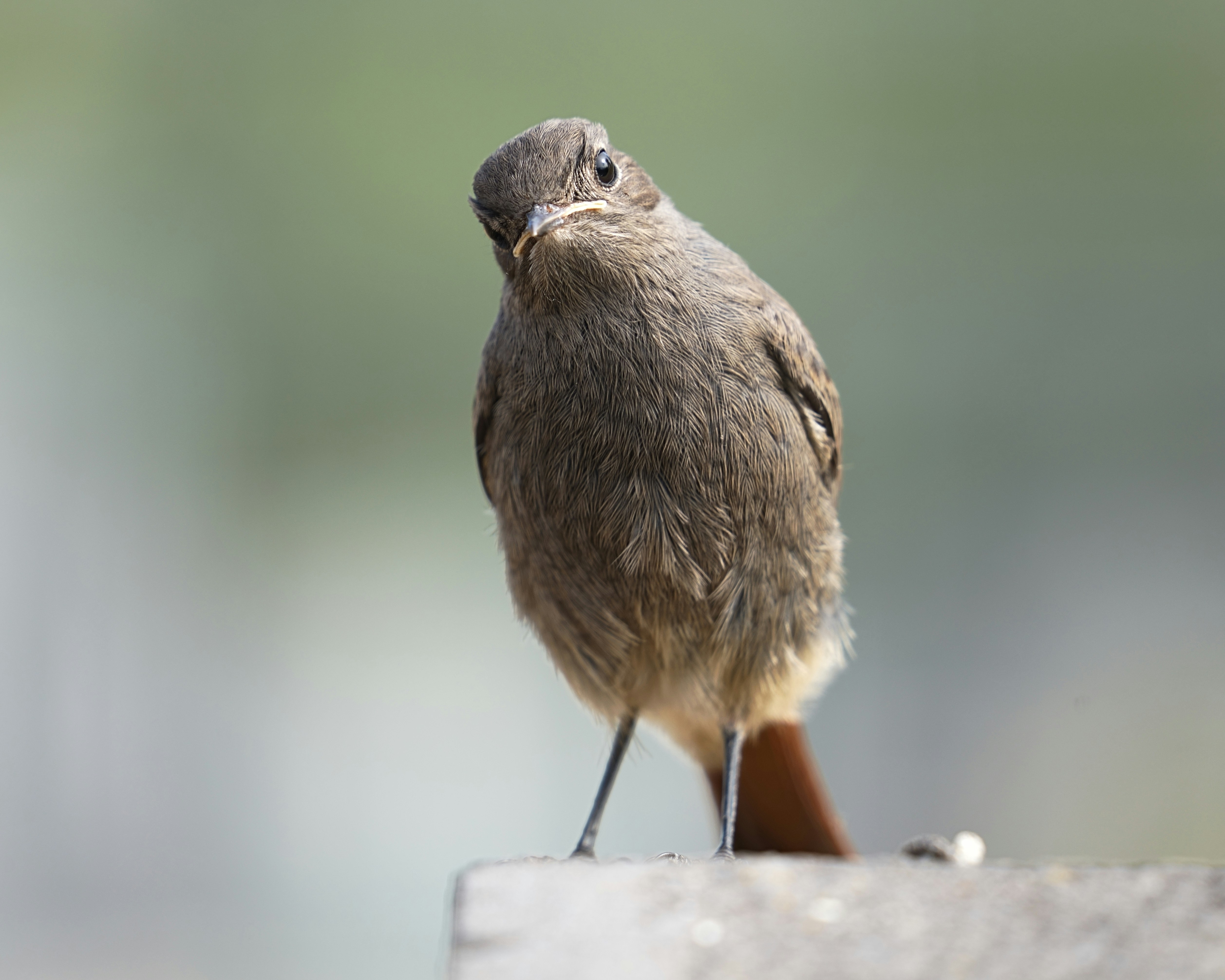A bird is perched and looking straight at you. photo – Free Bird Image ...