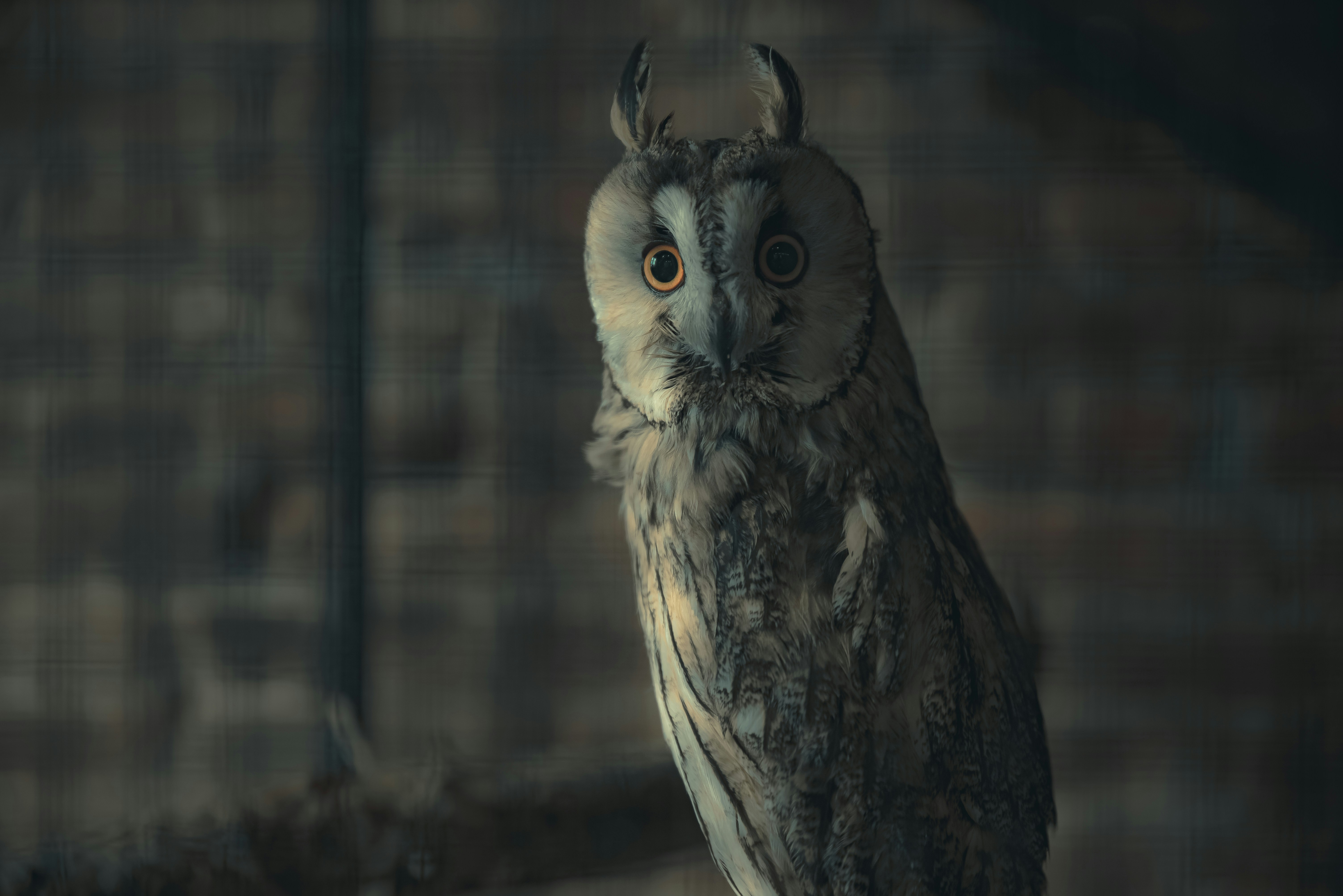 An owl stares directly at the camera.