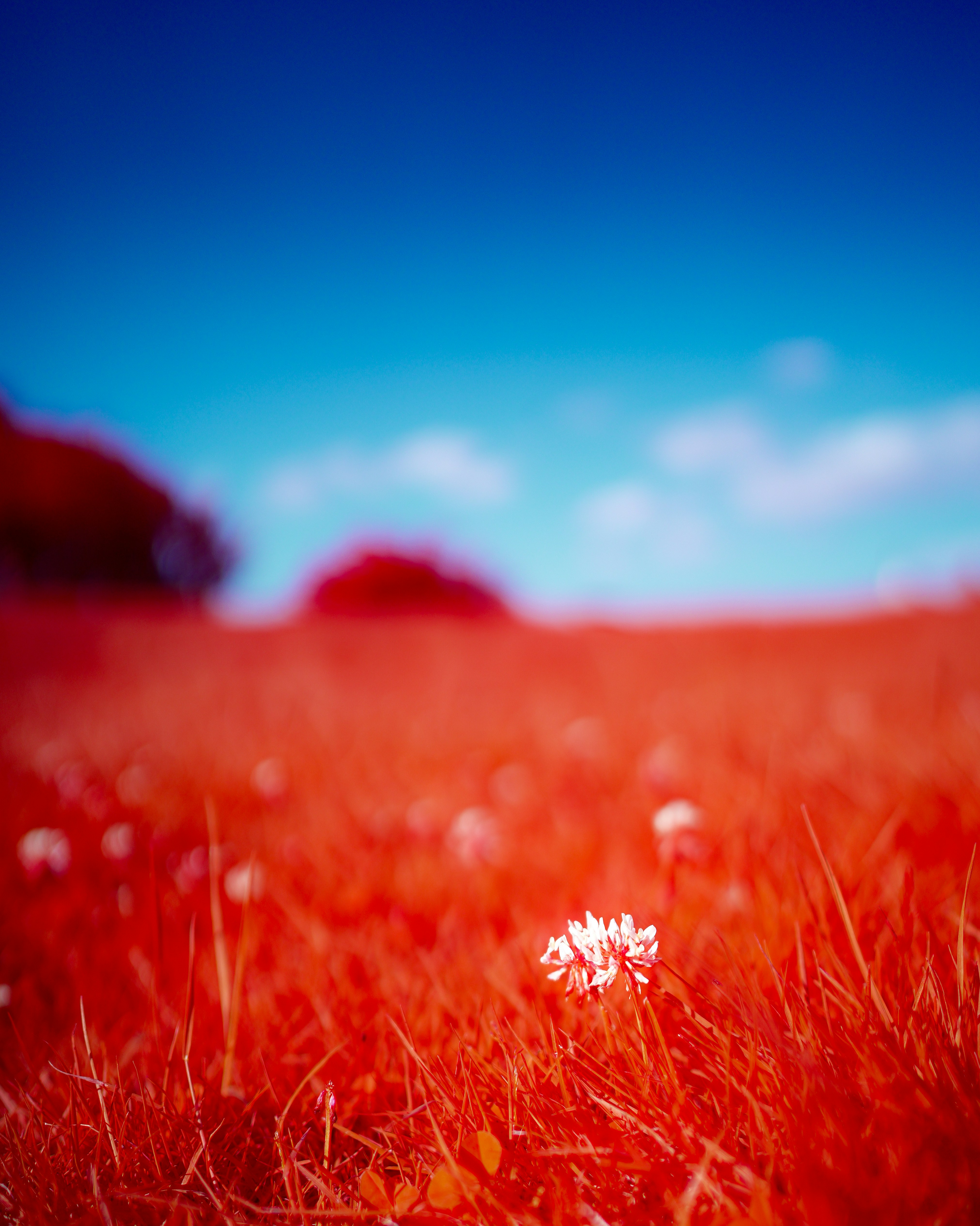 White Blossom on a Crimson Sea Beneath a Cerulean Sky