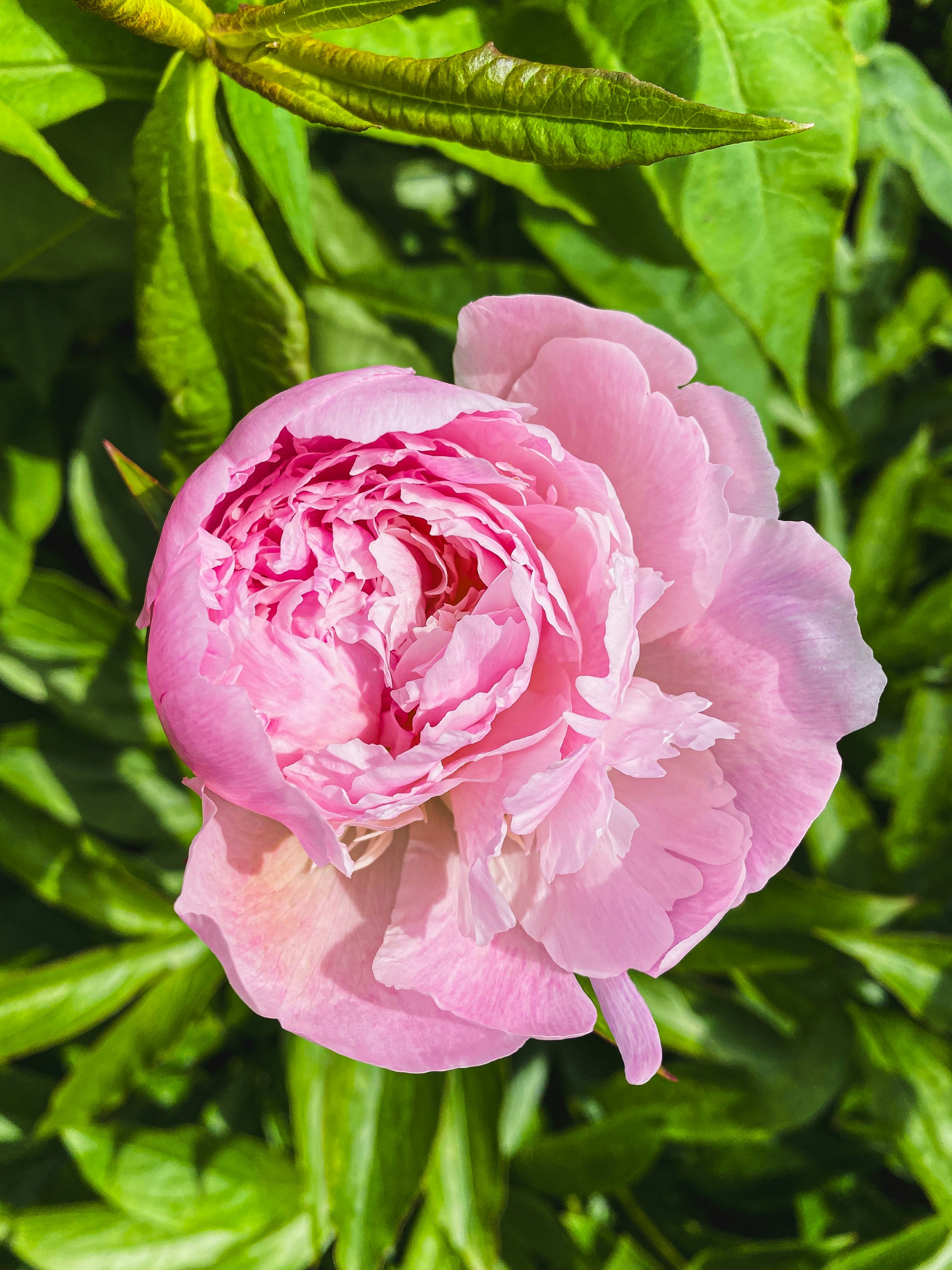 Blush Blossom: The Elegance of a Peony in Full Bloom