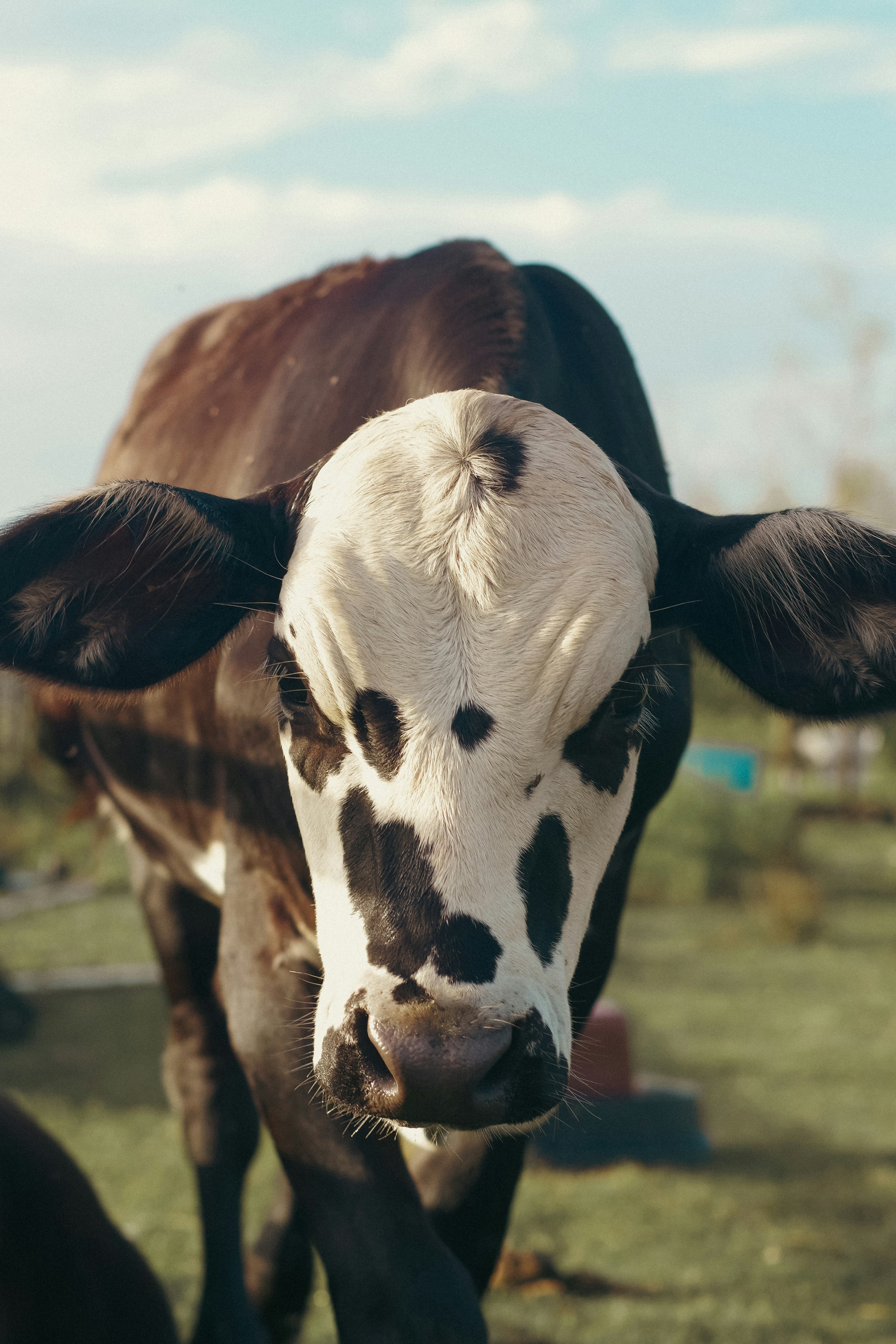 Curious Cow: A Close Encounter