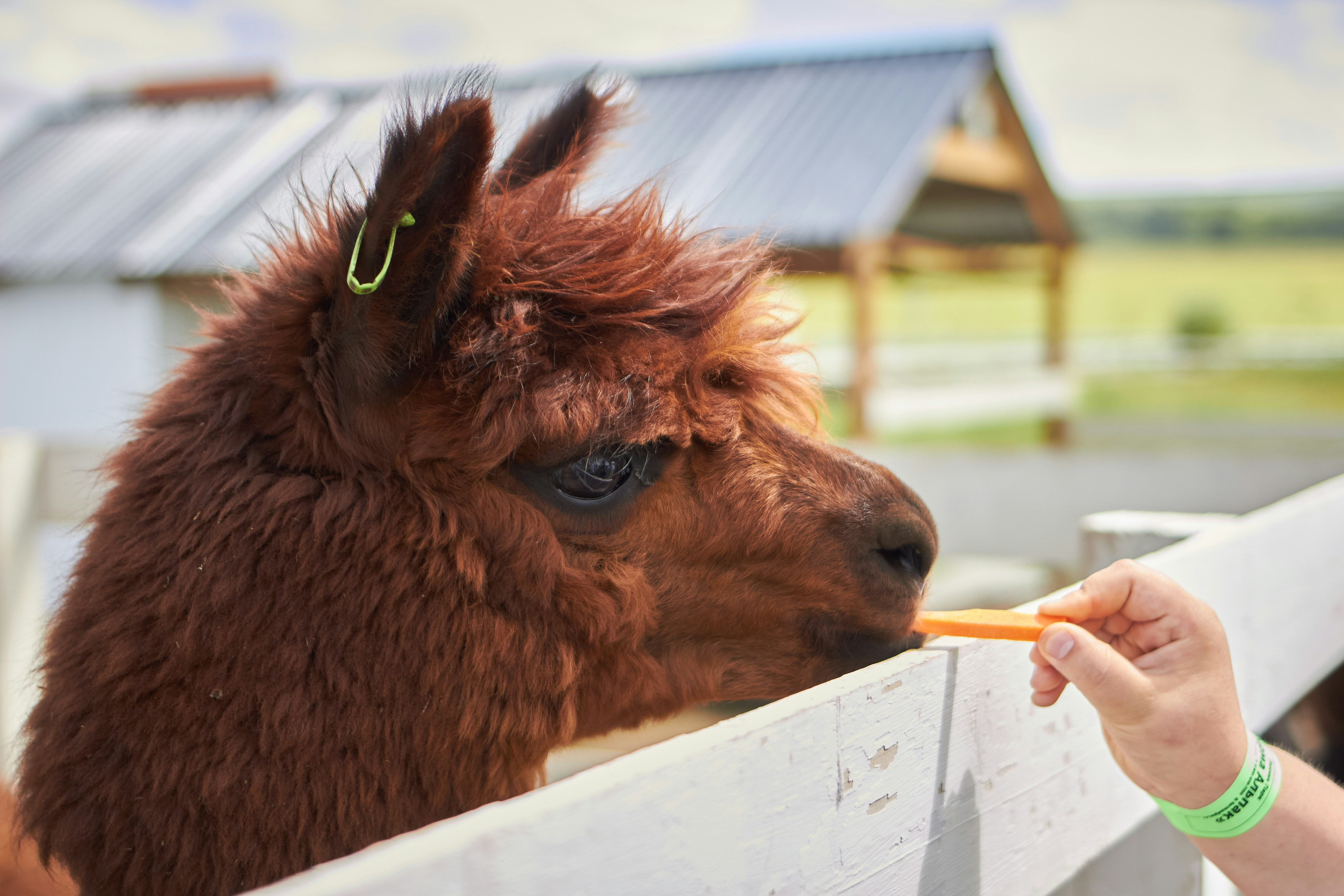 Carrot Exchange at the Farm Fence: A Brown Alpaca's Curious Moment