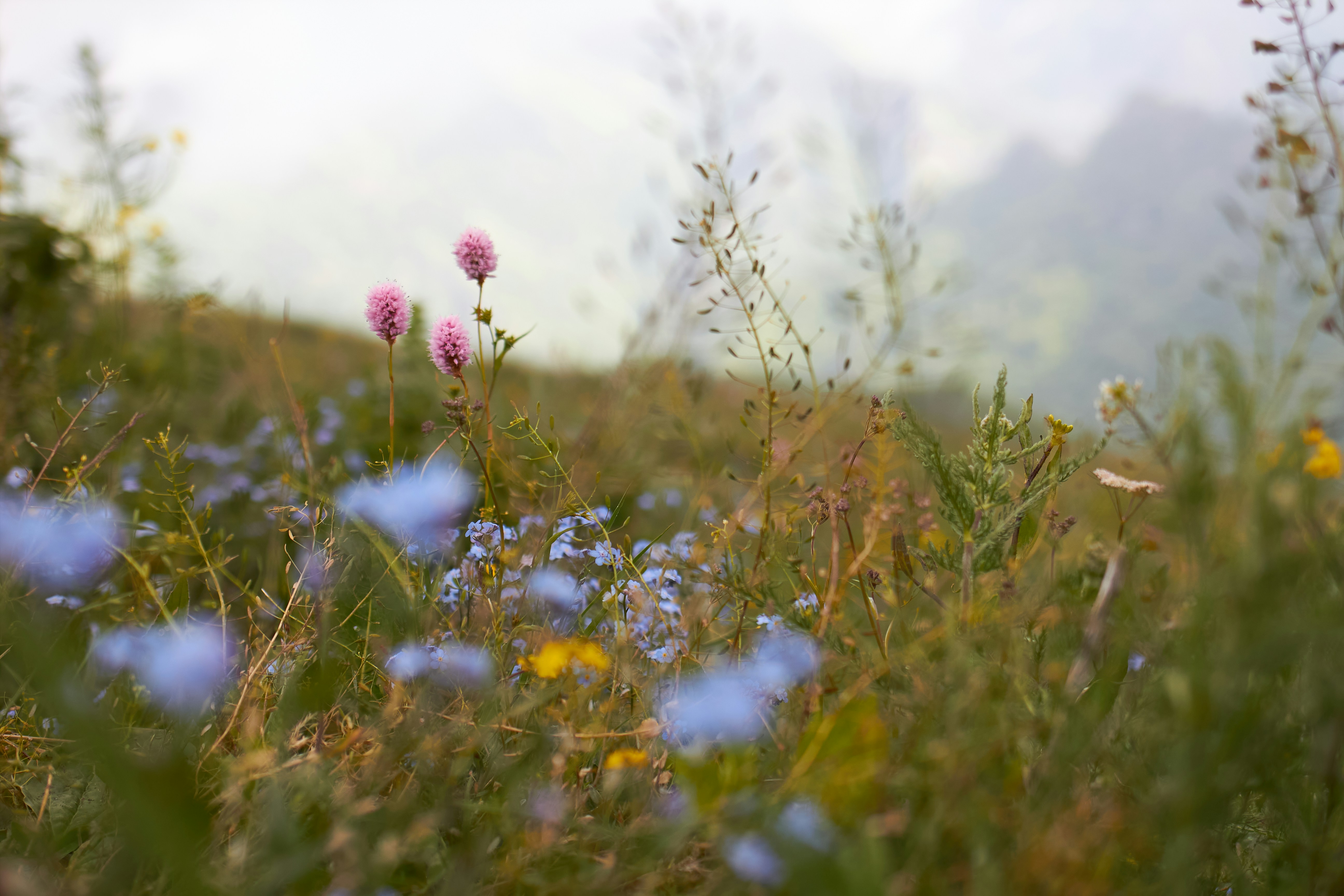 Pink Spires in a Whispering Meadow