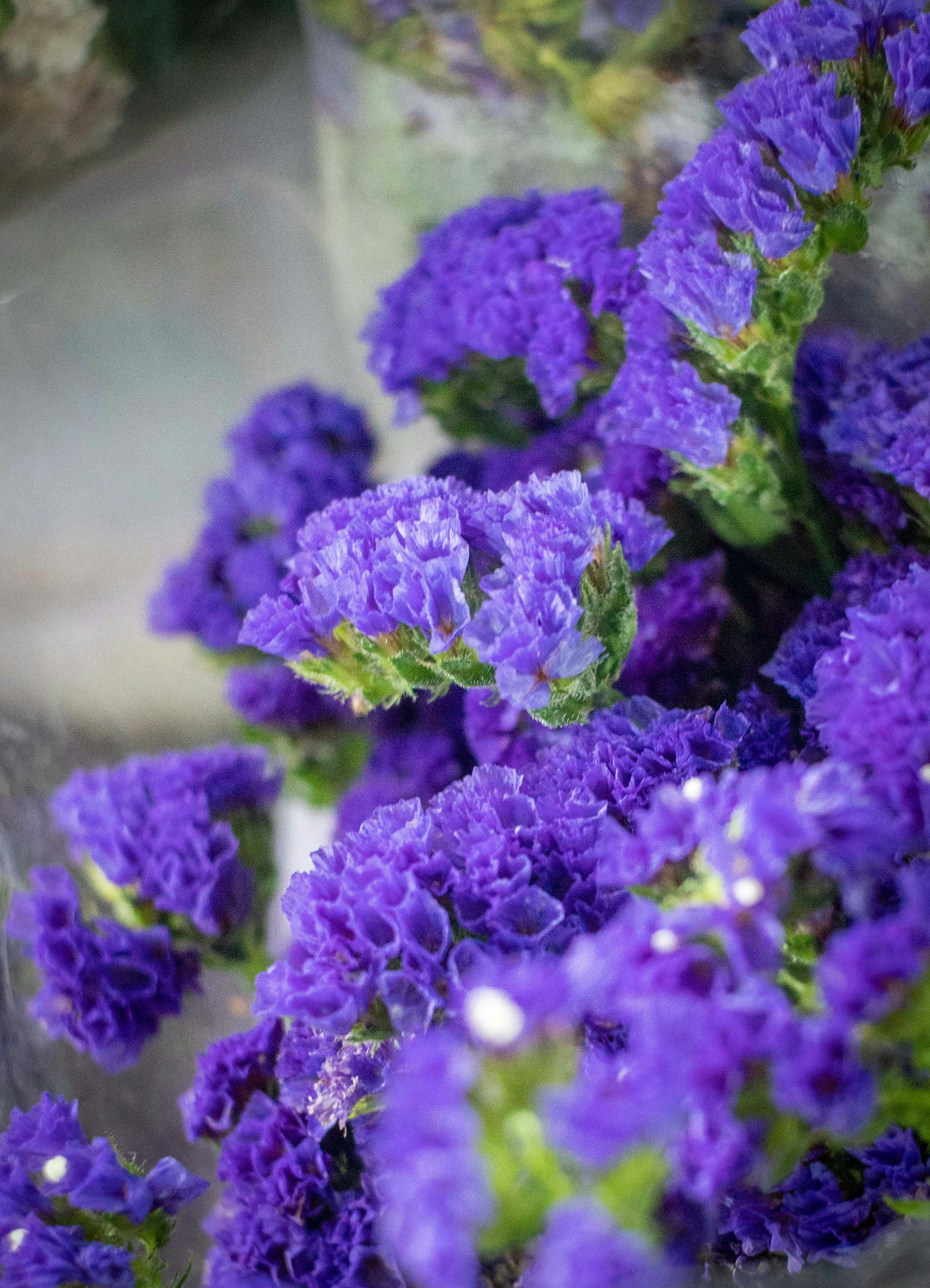 Violet Mosaic: A Close-Up Study of Statice Blooms
