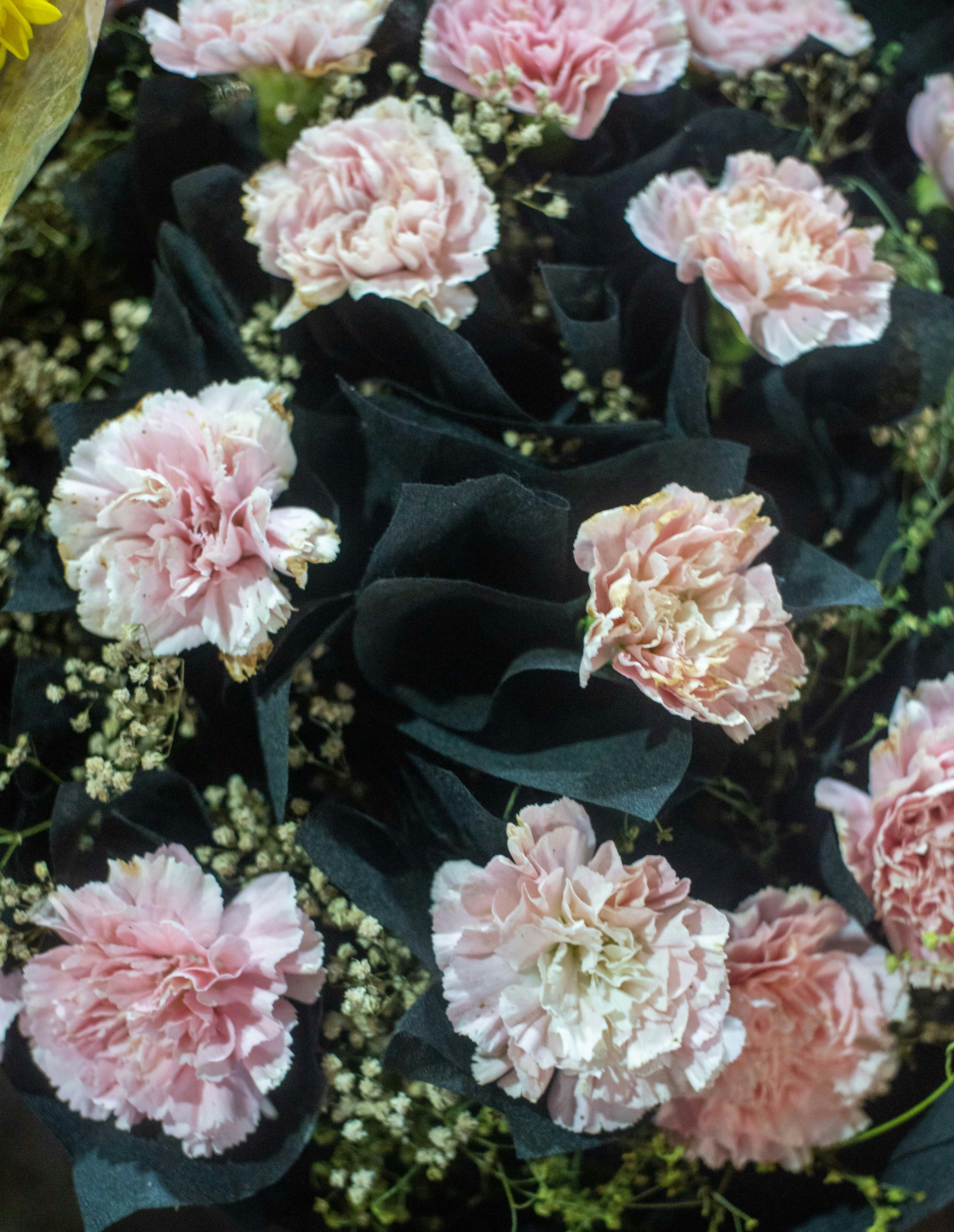 Petals in Velvet: Pale Carnations Nestled Among Midnight Foliage