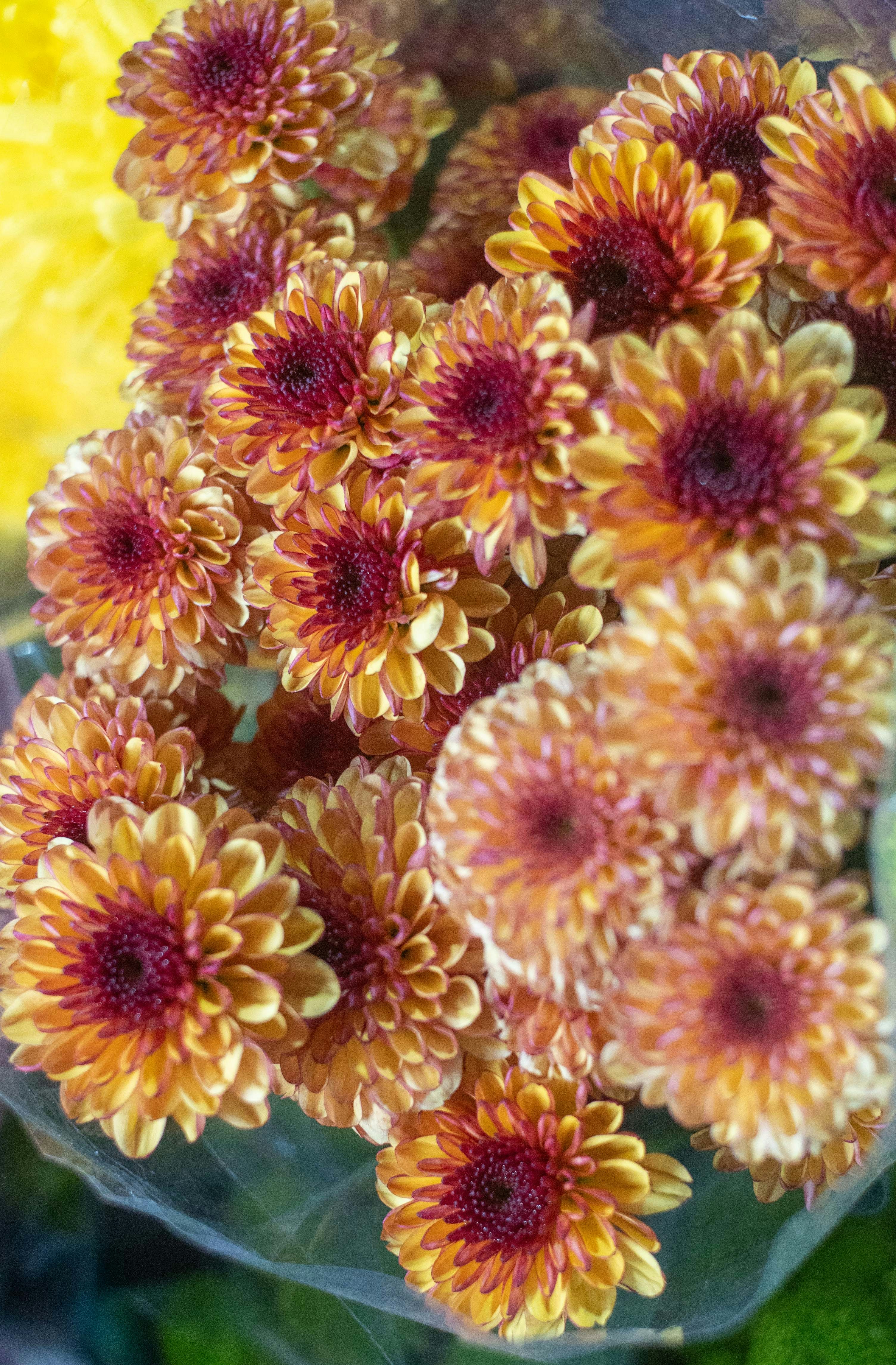 A Symphony of Autumn Blooms