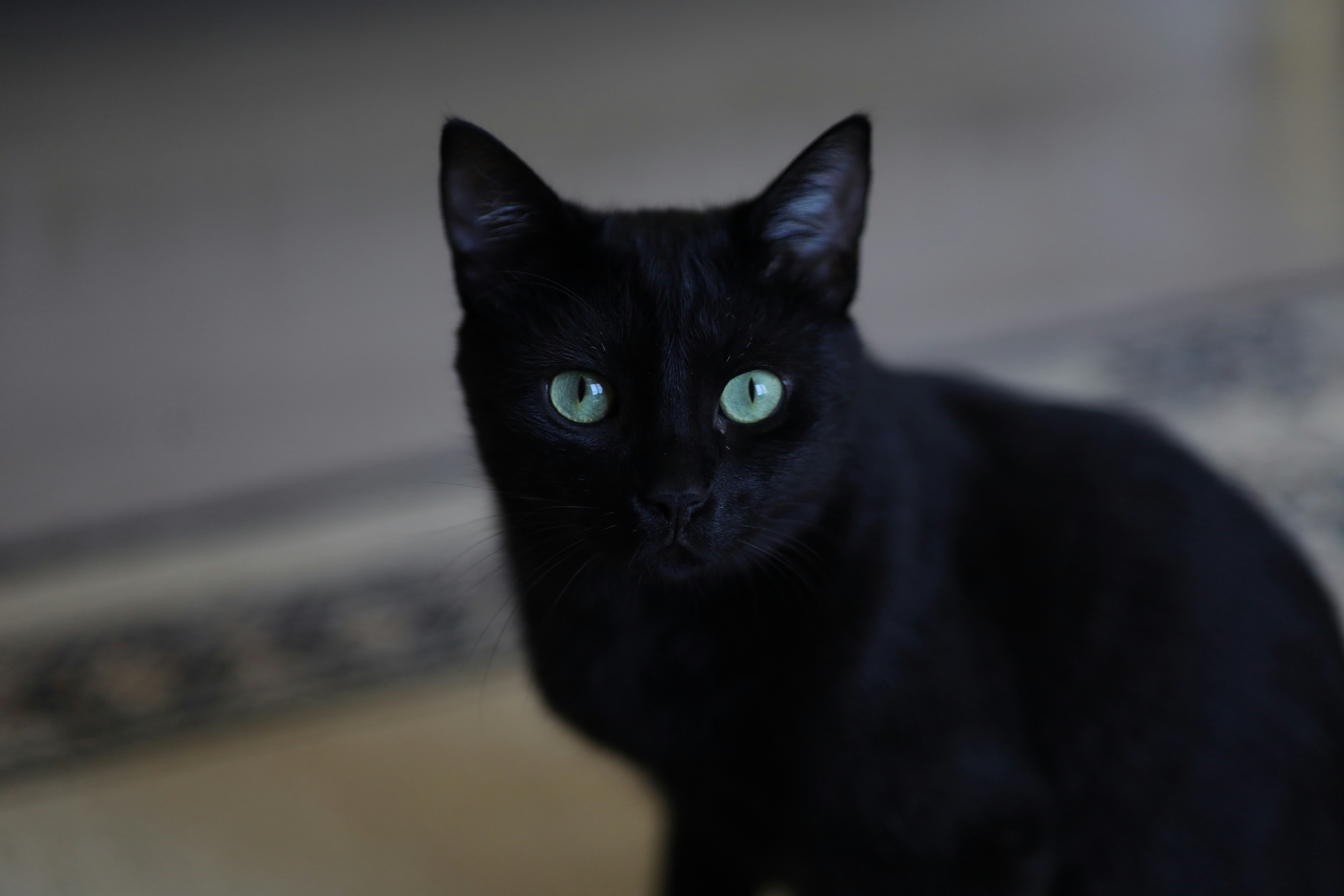 Black cat with striking green eyes gazing intently, set against a softly blurred background. A moment of quiet curiosity captured beautifully.