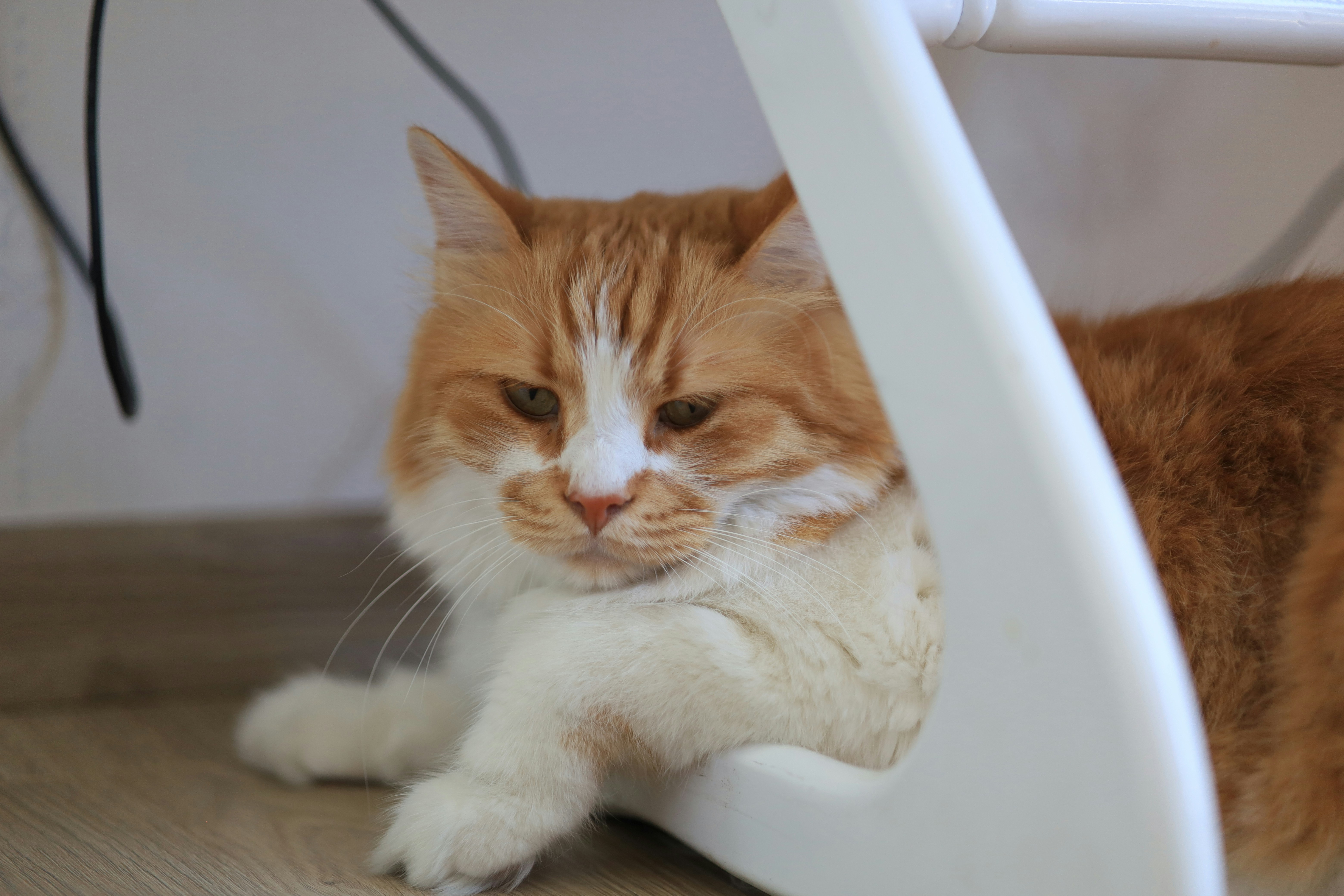 olmaz öyle şey | A relaxed orange and white cat is resting.